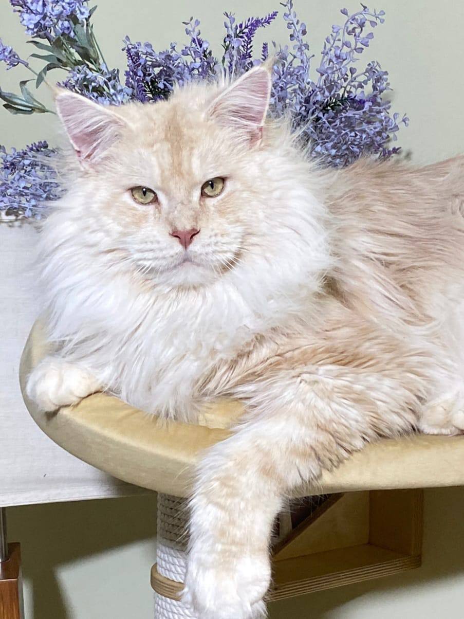 An Ultimate Guide to Female Maine Coon Cat | Cattery