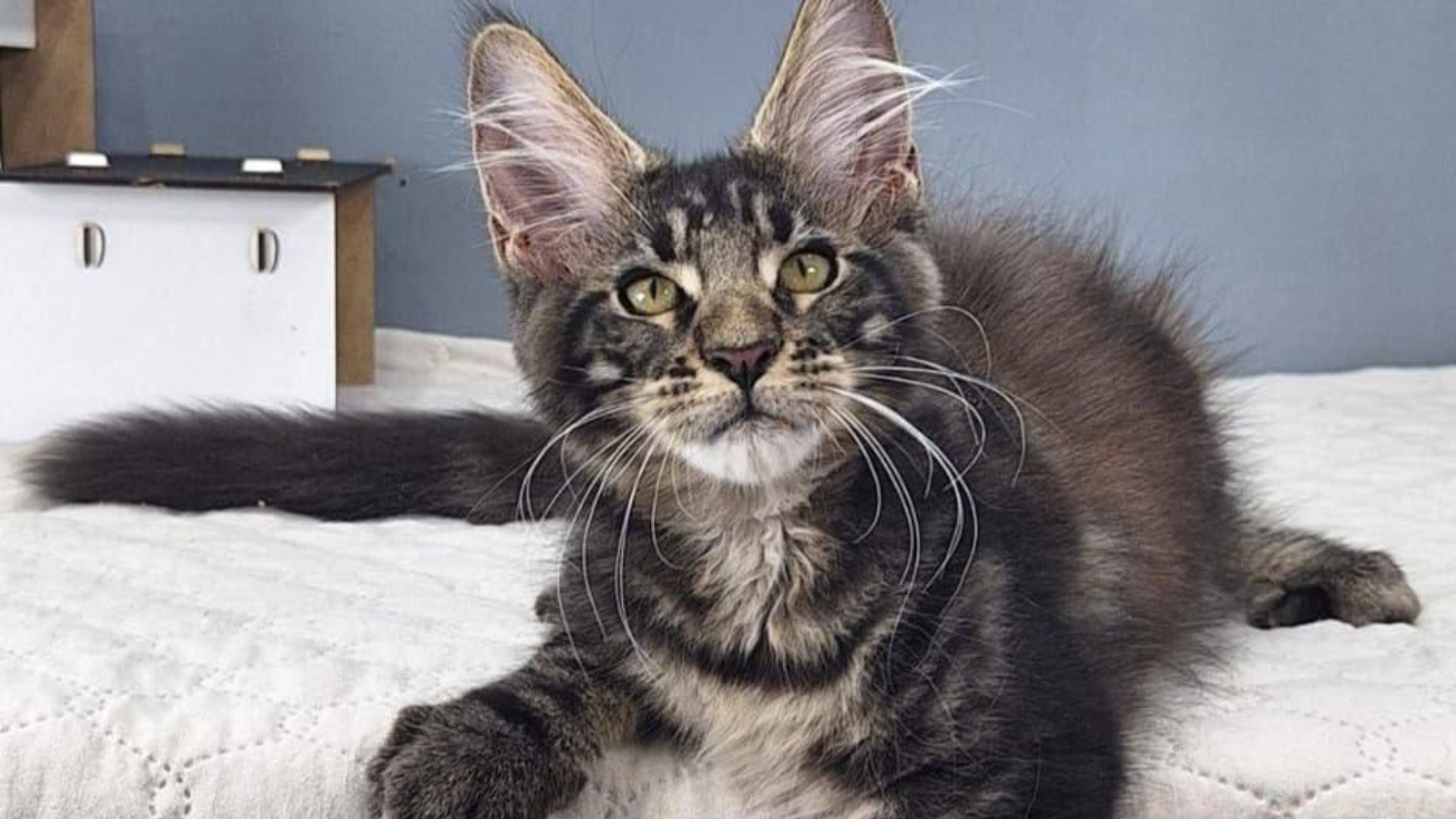 Giant Maine Coon Cats - Legendary Size of European Maine Coons