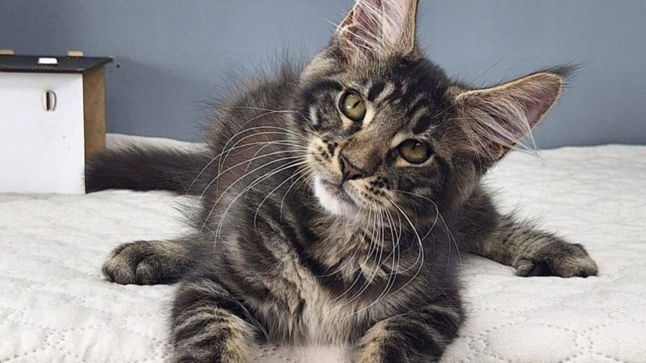 Giant Maine Coon Cats - Legendary Size of European Maine Coons