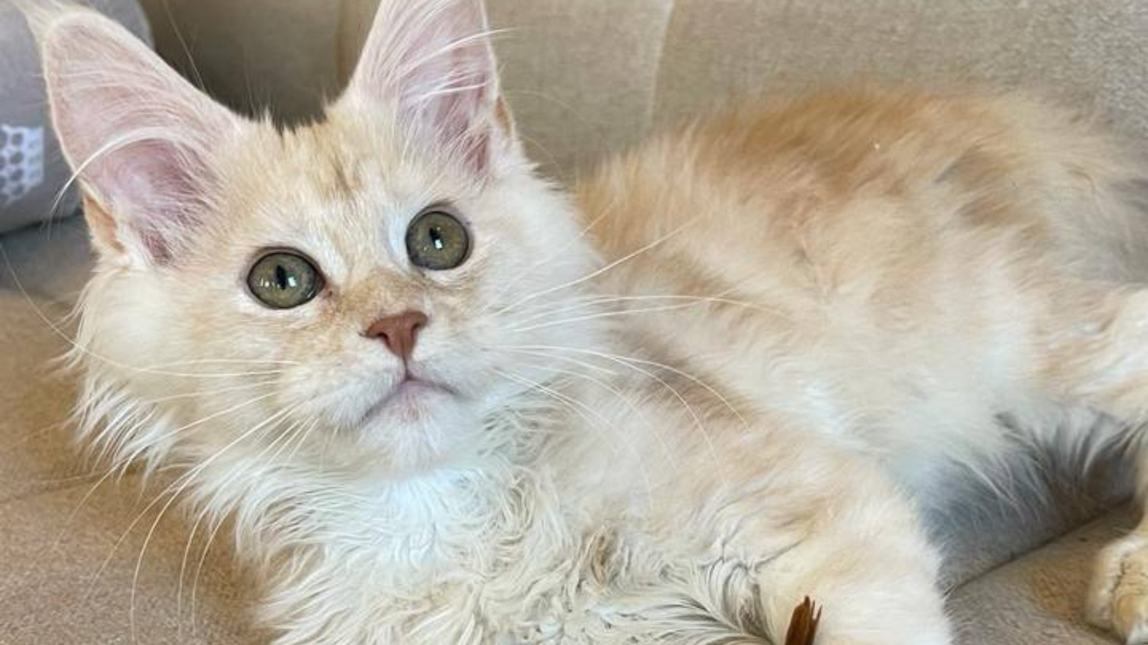 Giant Maine Coon Cats - Legendary Size of European Maine Coons