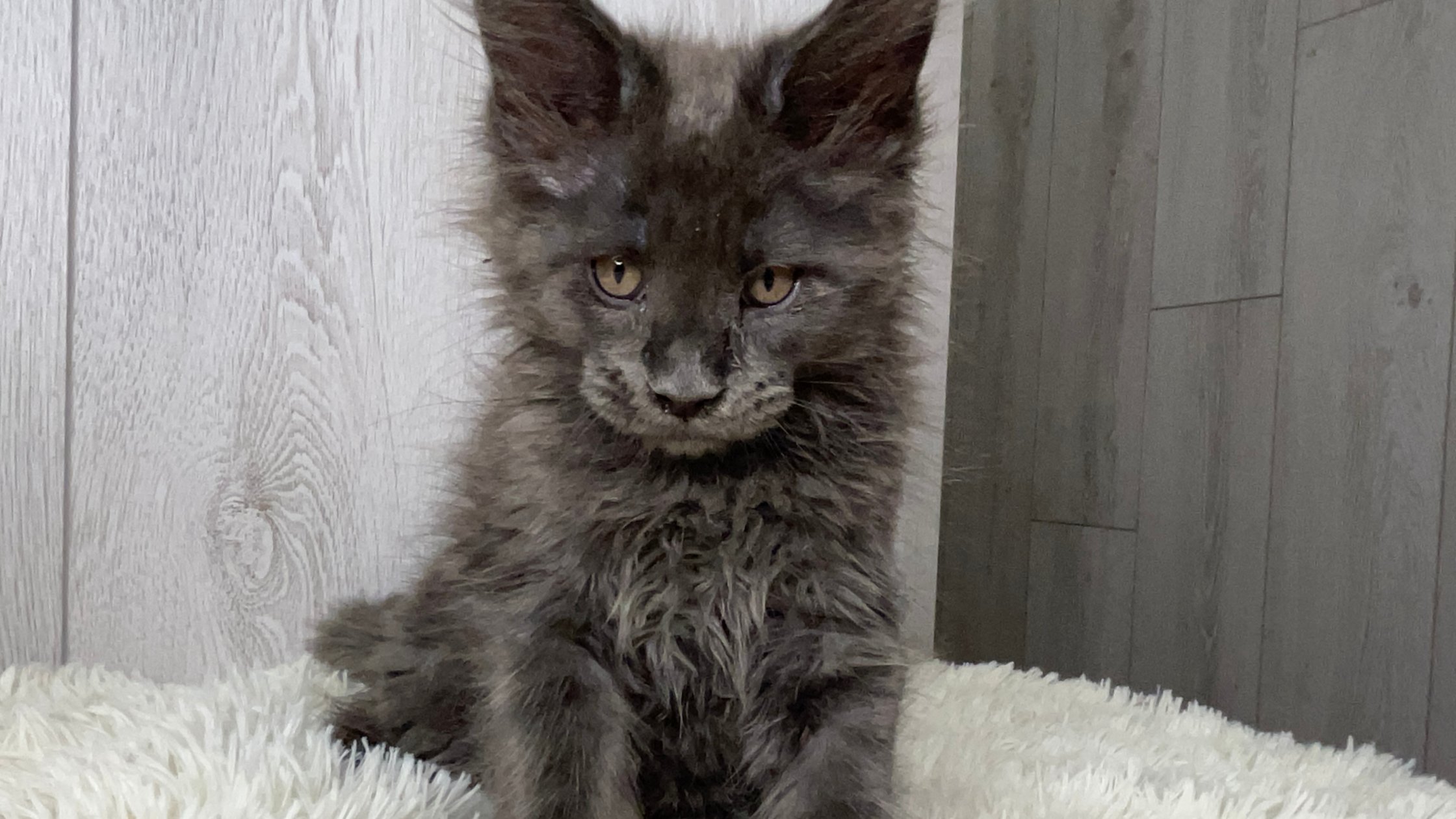 Maine Coon Kittens for Sale in Connecticut | Cattery