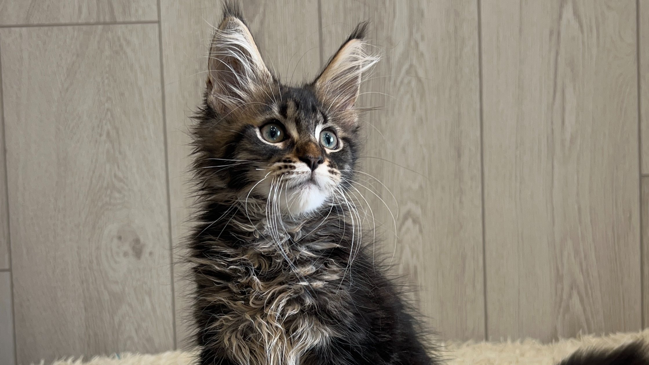 Maine Coon Kittens for Sale in Syracuse, New York | Cattery