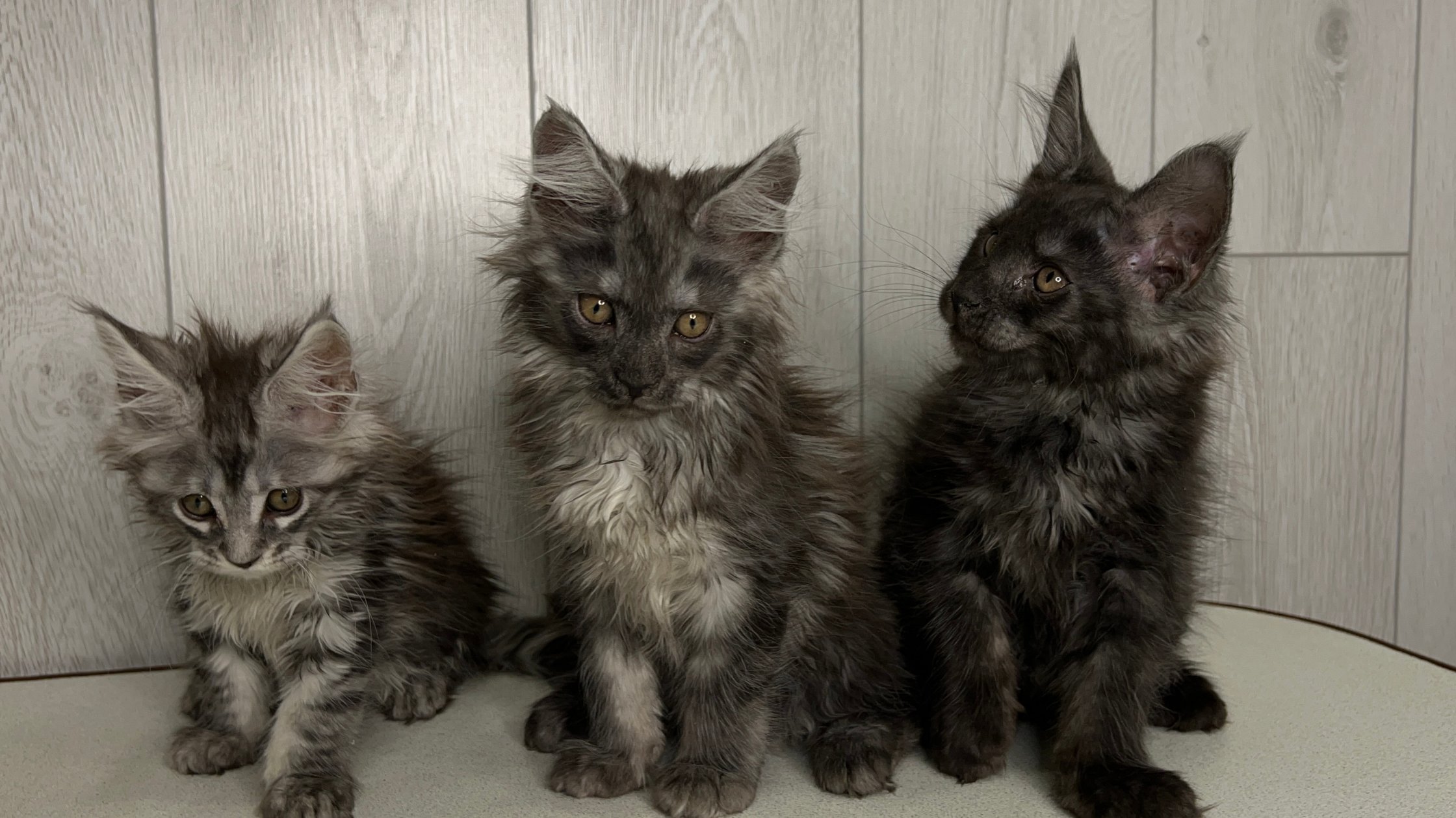 Maine Coon Kittens for Sale in Rhode Island | Cattery