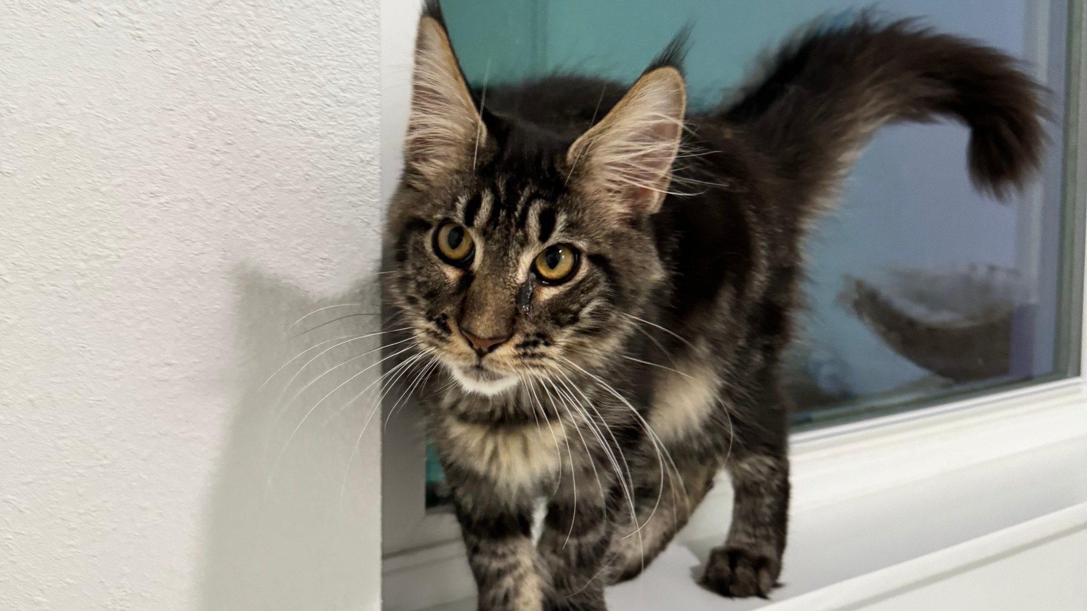 Maine Coon Kittens for Sale in Idaho | Cattery