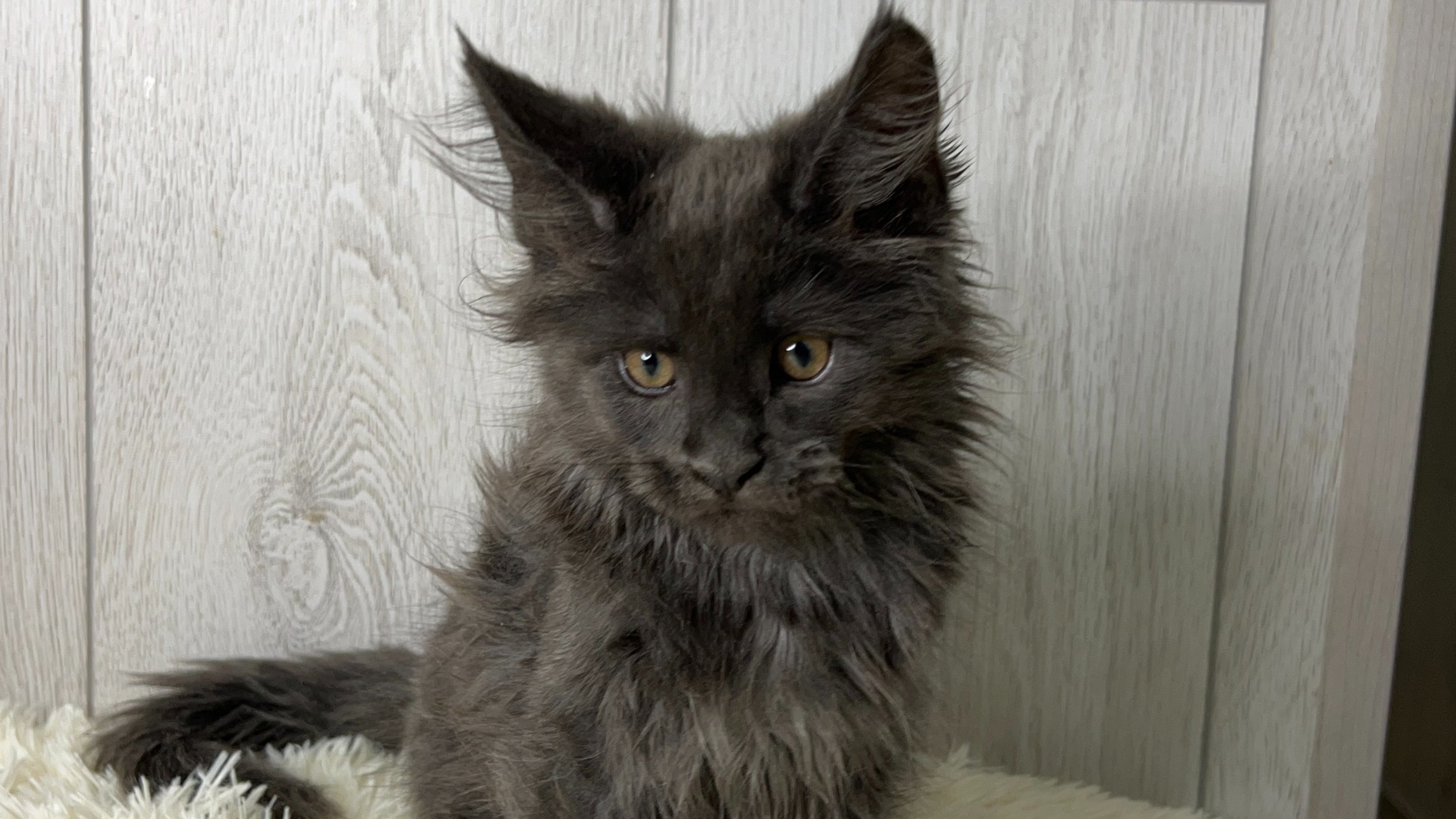Maine Coon Kittens for Sale in Oklahoma | Cattery