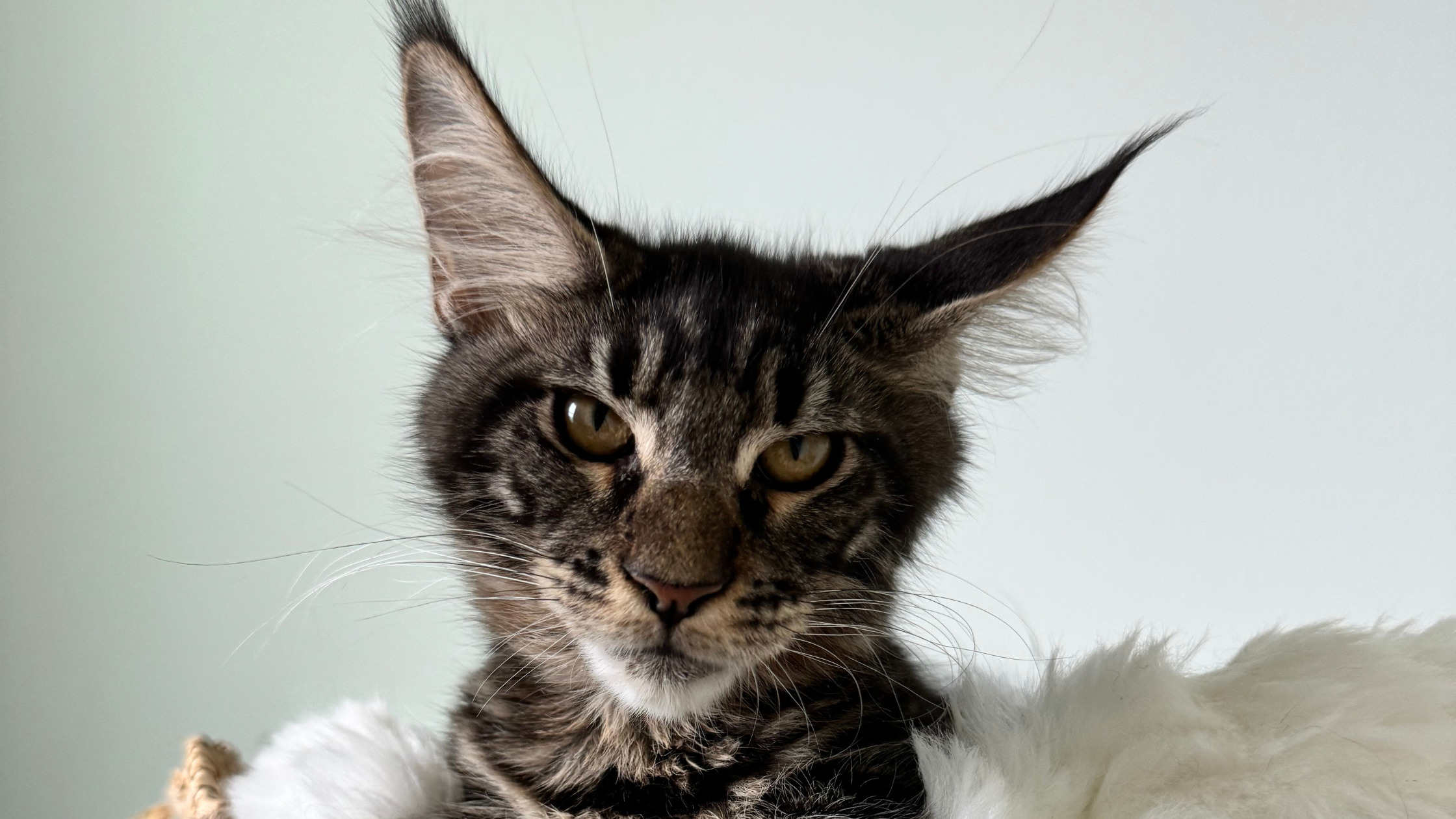 Maine Coon Kittens for Sale in Europe | Cattery