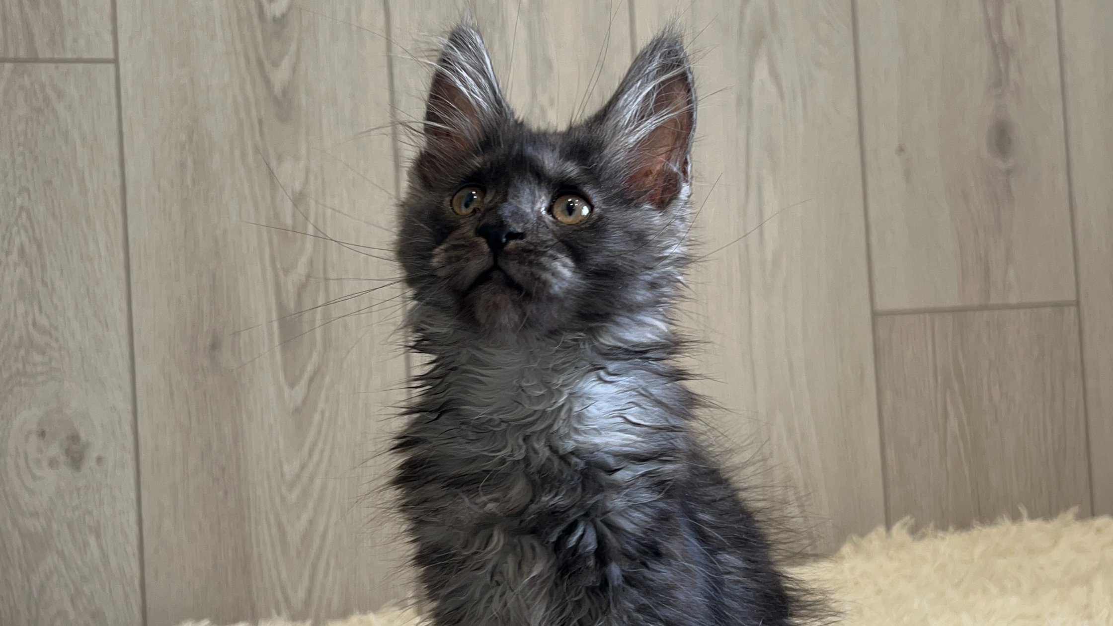 Maine Coon Kittens for Sale in Cleveland, Ohio | Cattery