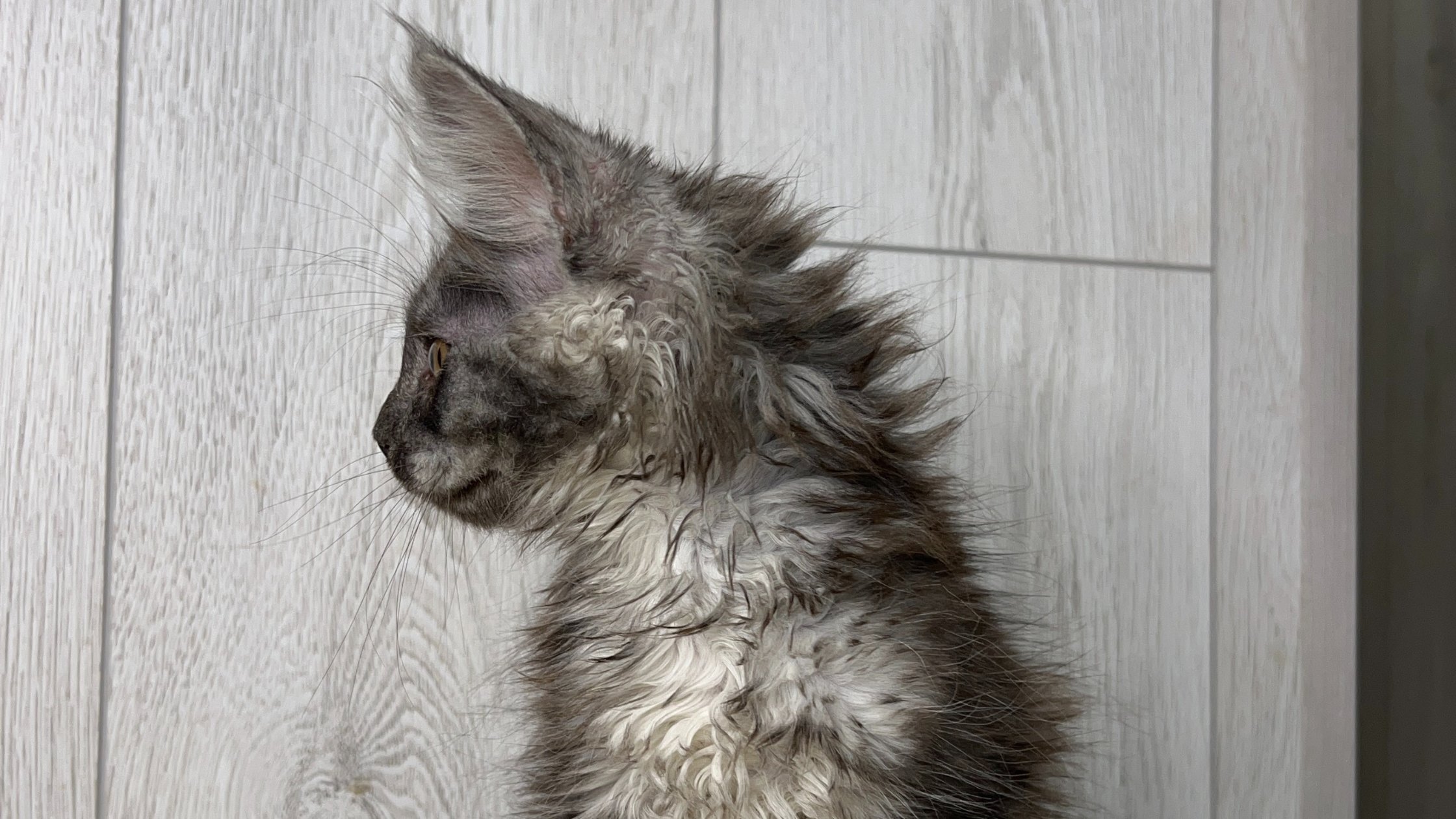 Maine Coon Kittens for Sale in Alaska | Cattery