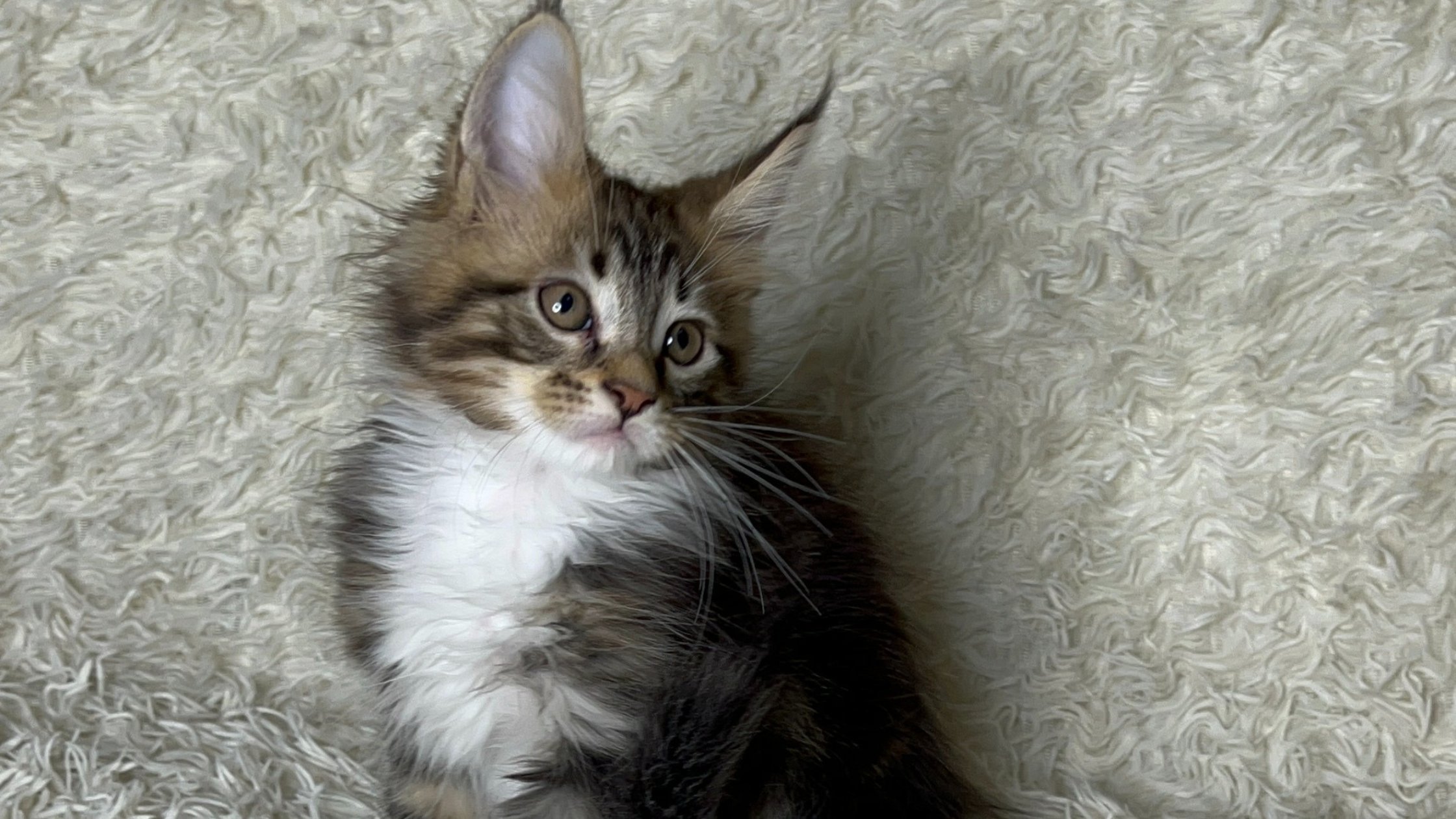 Maine Coon Kittens for Sale in Houston, Texas | Cattery