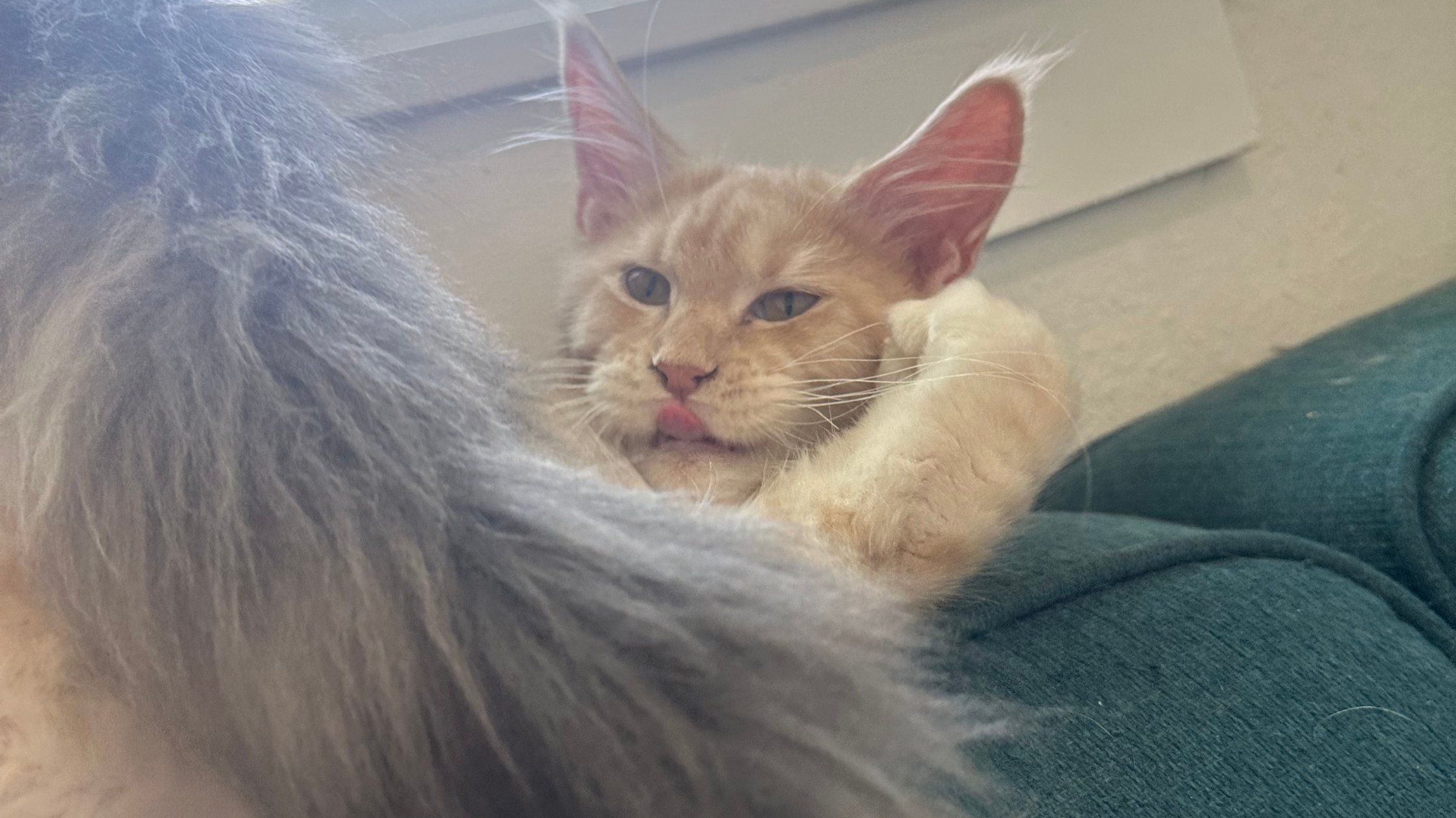 Maine Coon Kittens for Sale in Pennsylvania | Cattery
