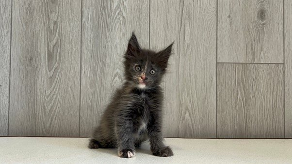 Maine Coon Kittens for Sale in St. Paul, Minnesota | Cattery