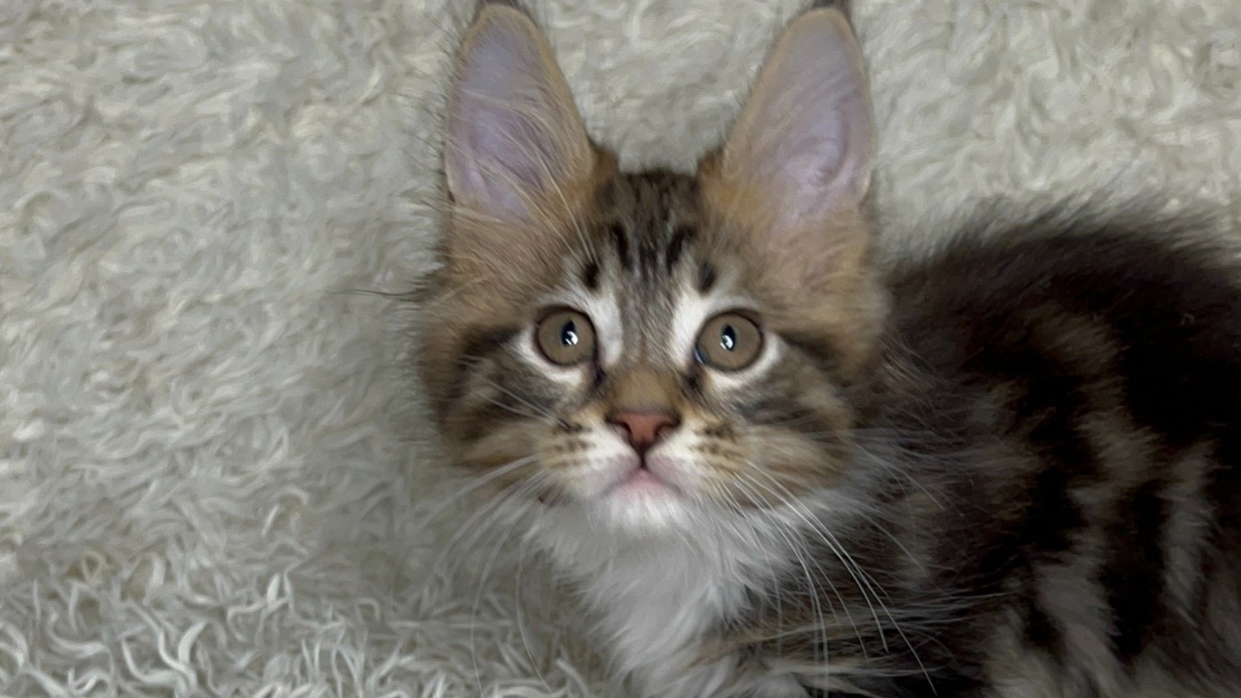 Maine Coon Kittens for Sale in Virginia Beach, Virginia | Cattery