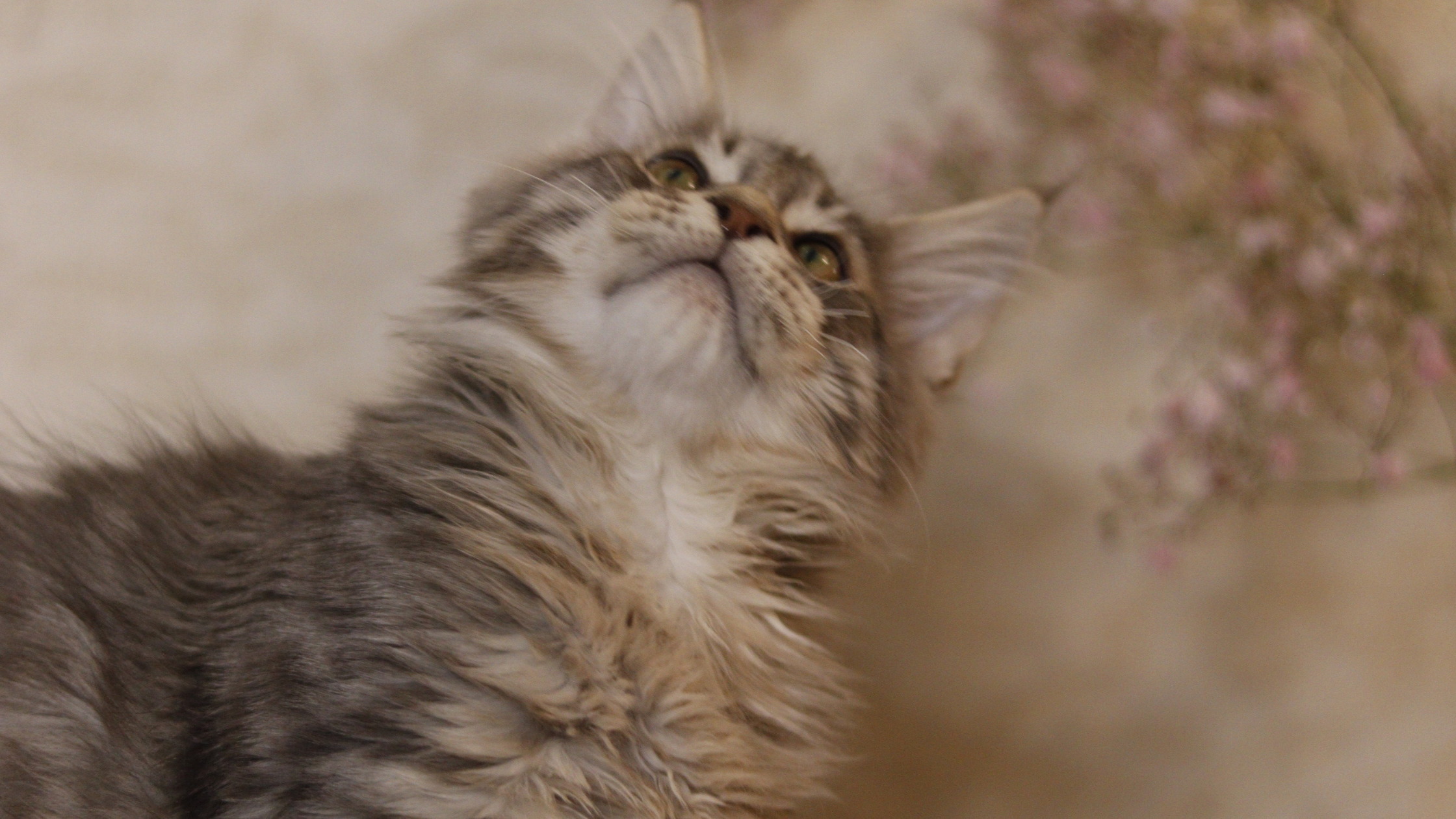An Ultimate Ownership Guide to Purebred Maine Coon Kittens