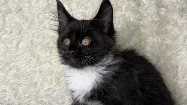 Maine Coon Kittens for Sale in Boston, Massachusetts | Cattery