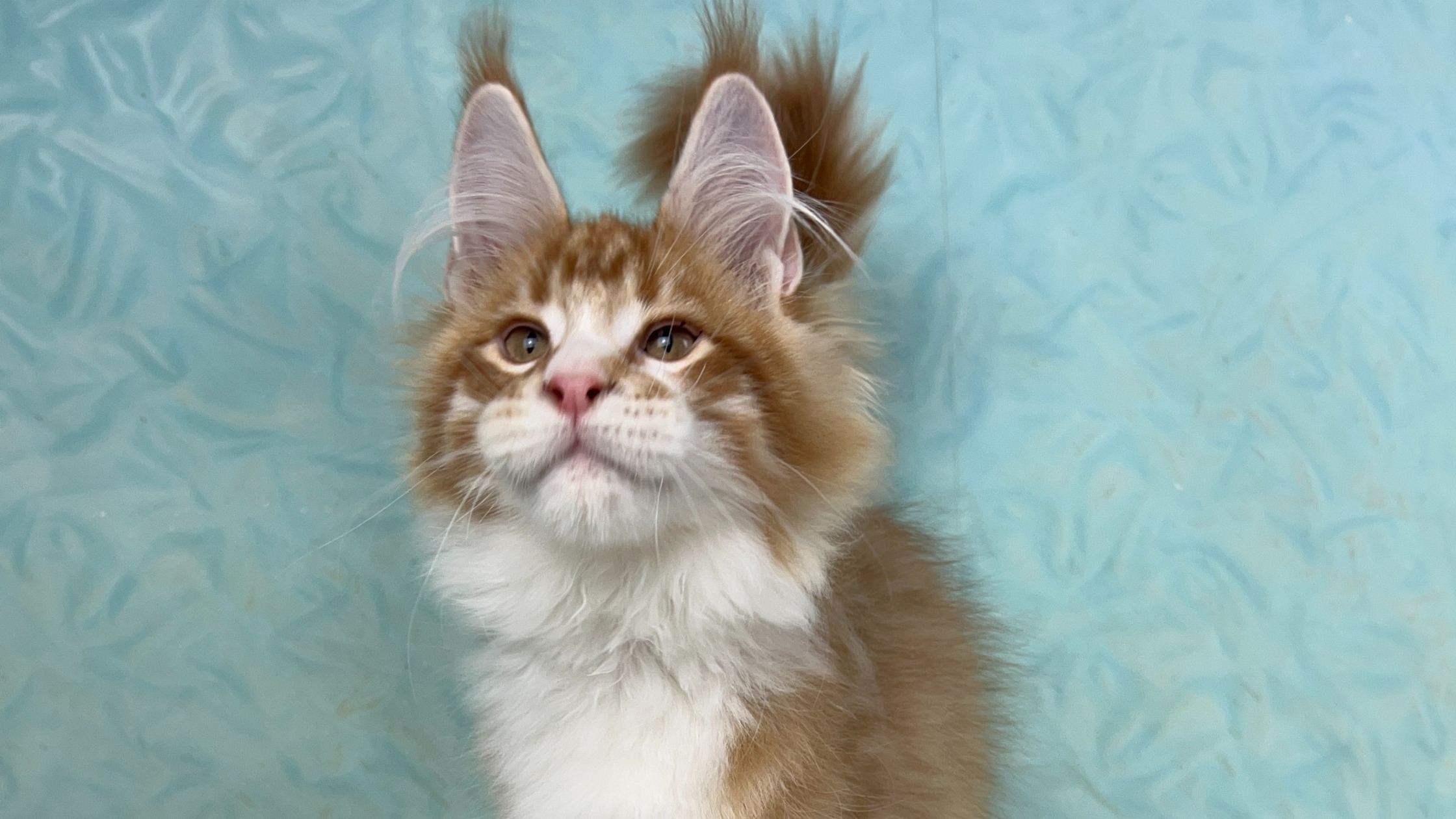 TICA European Maine Coon Cat Breeder | Cattery