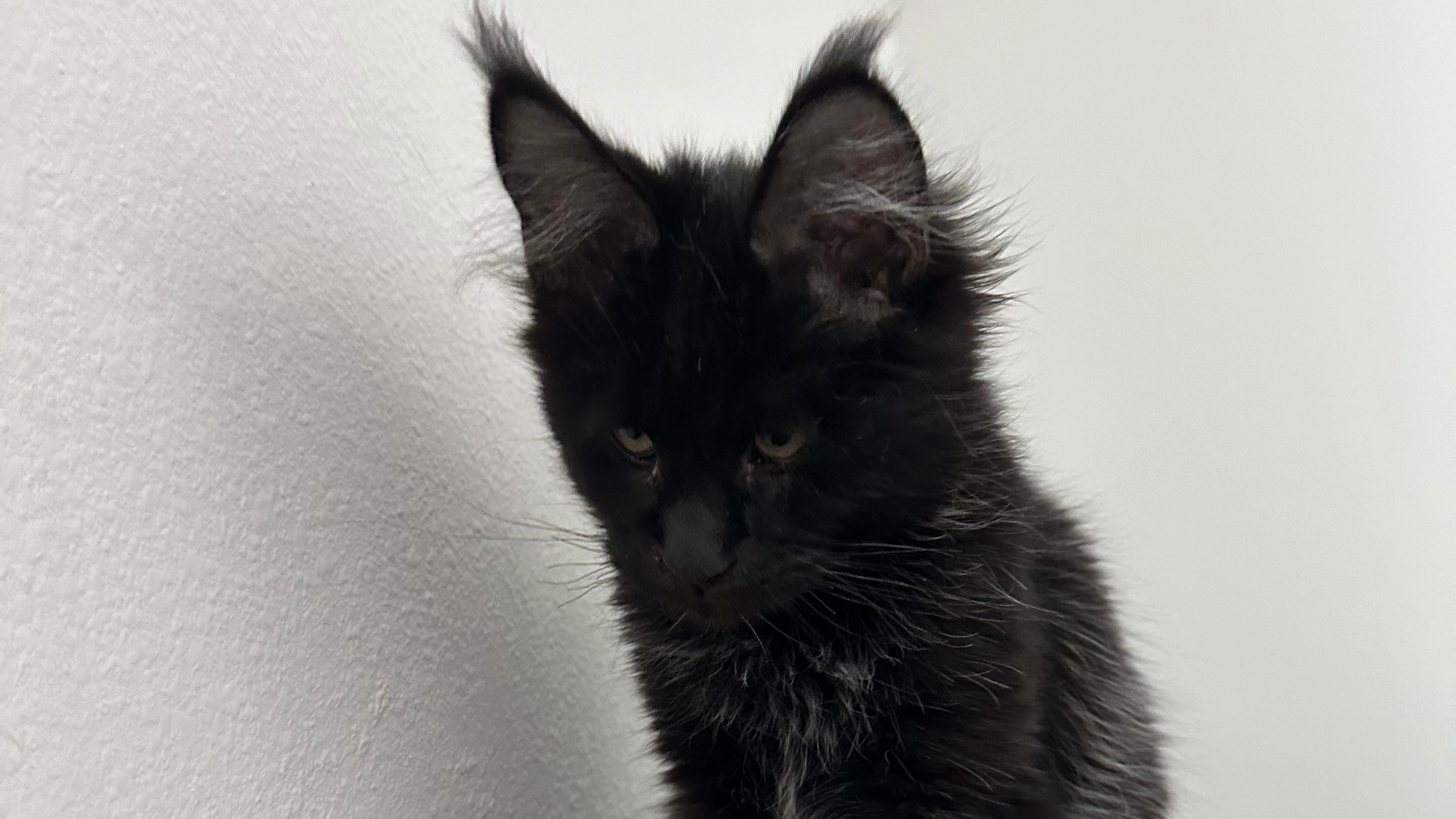 Maine Coon Kittens for Sale in Ohio | Cattery