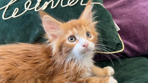 Maine Coon Kittens for Sale in Philadelphia, Pennsylvania | Cattery