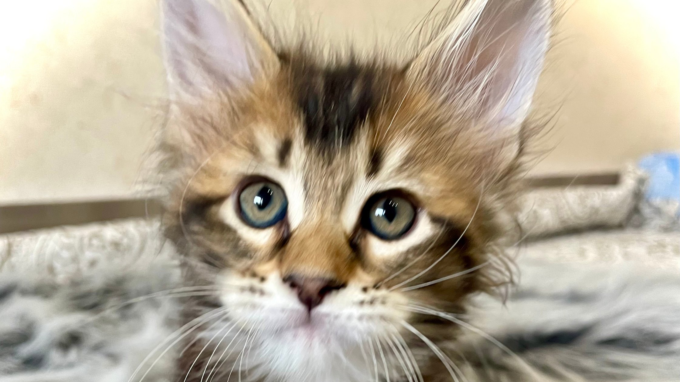 Maine Coon Kittens for Sale in Nevada | Cattery