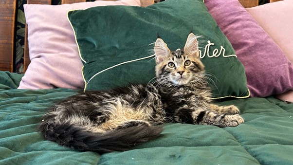 Maine Coon Kittens for Sale in Gulfport, Mississippi | Cattery