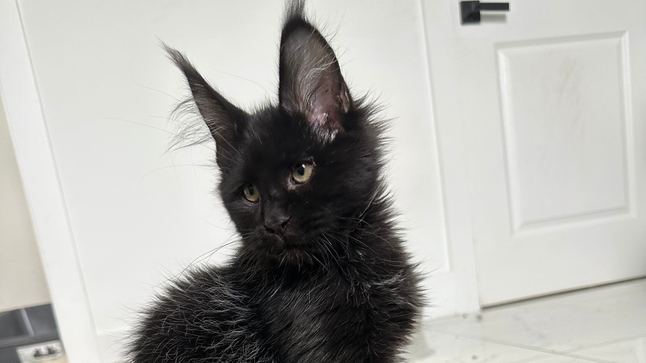 Maine Coon Kittens for Sale in Michigan | Cattery