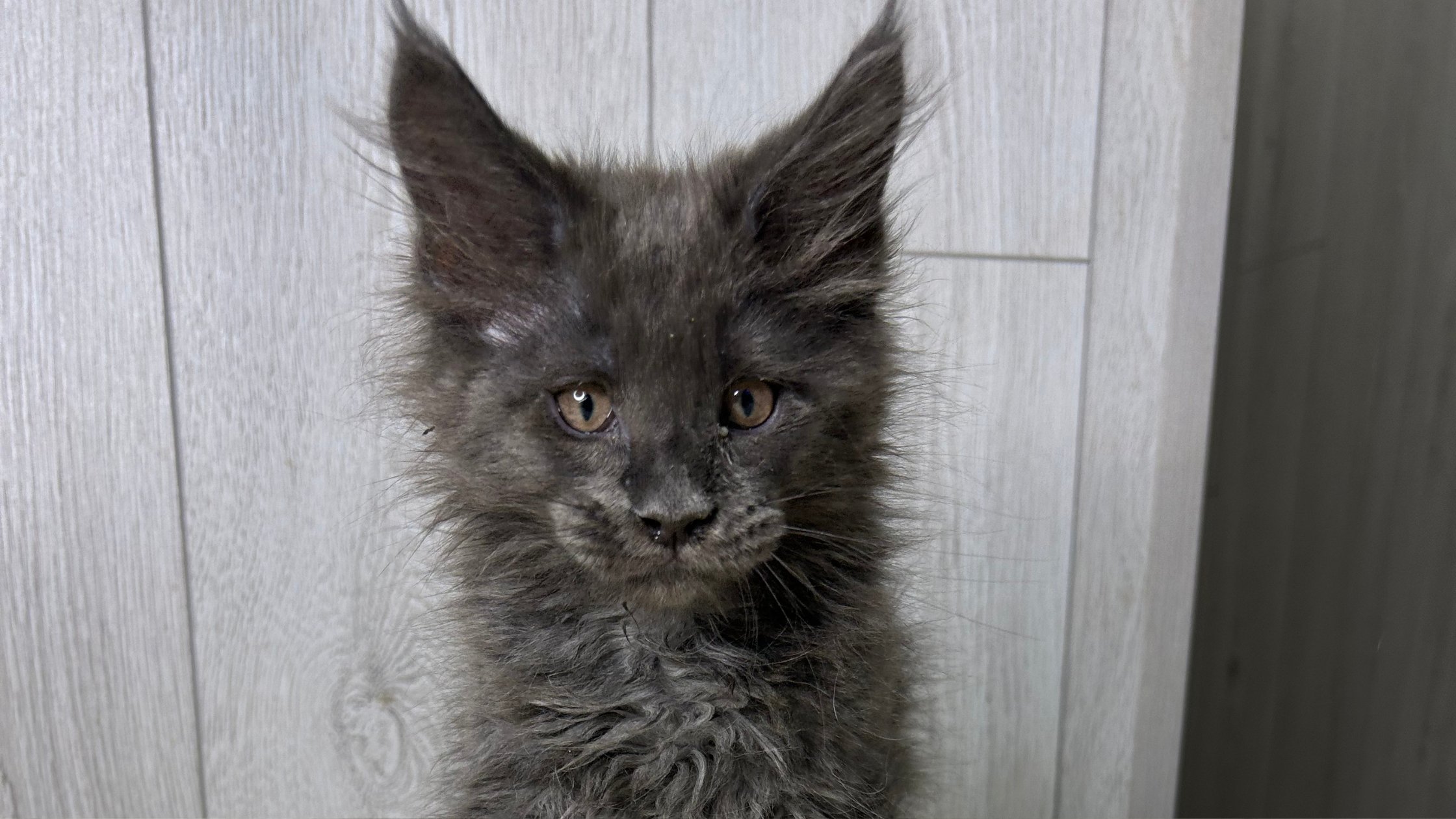 Blue Maine Coon Kittens for Sale | Blue Maine Coon Cats