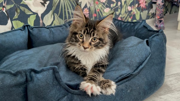 Maine Coon Kittens for Sale in Tulsa, Oklahoma | Cattery