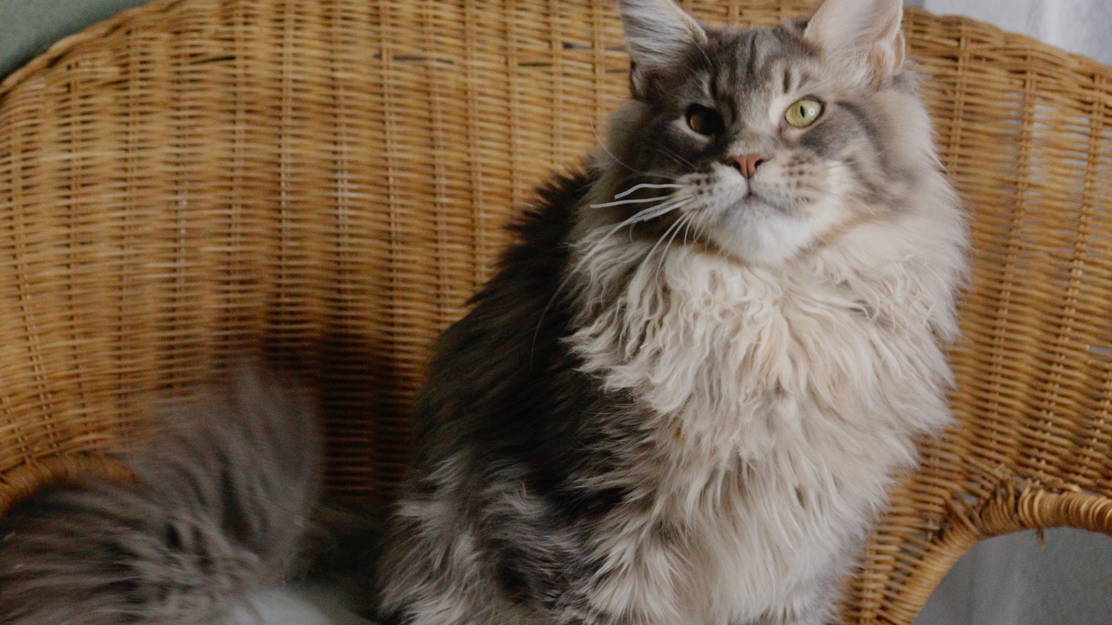 How are European Maine Coon Cats Different from American Ones?