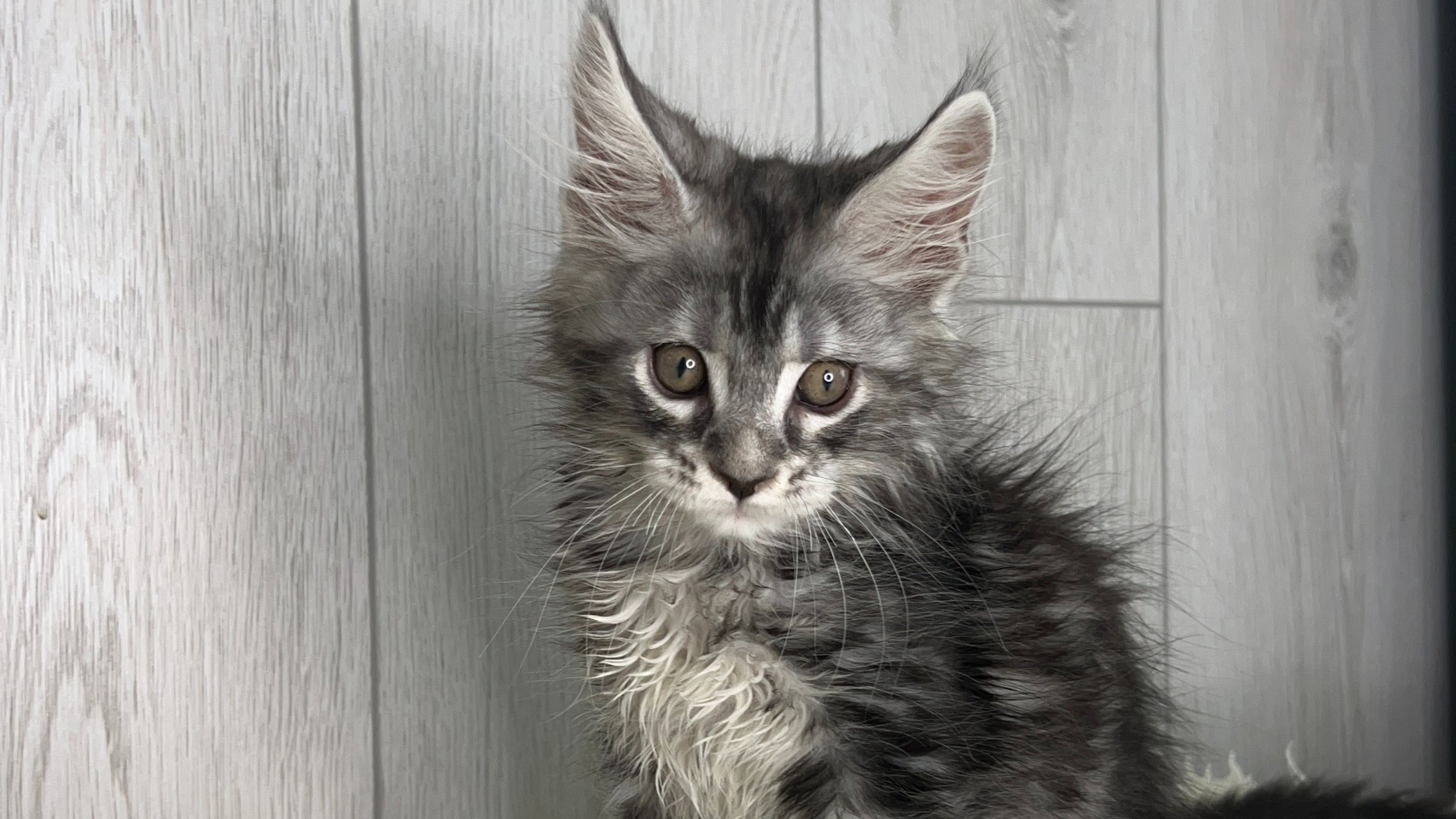 Gray Maine Coon Kittens for Sale | Gray Maine Coon Cats