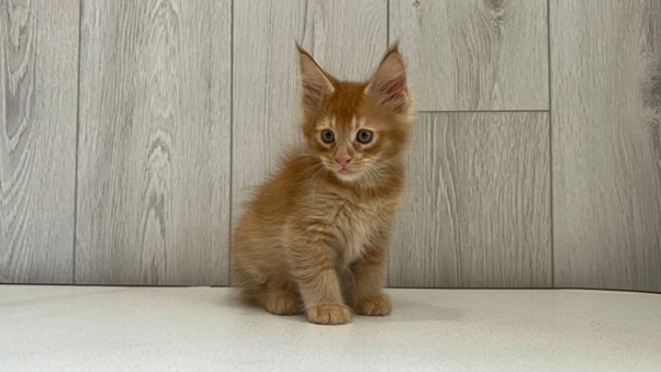 Maine Coon Kittens for Sale in Anchorage, Alaska | Cattery