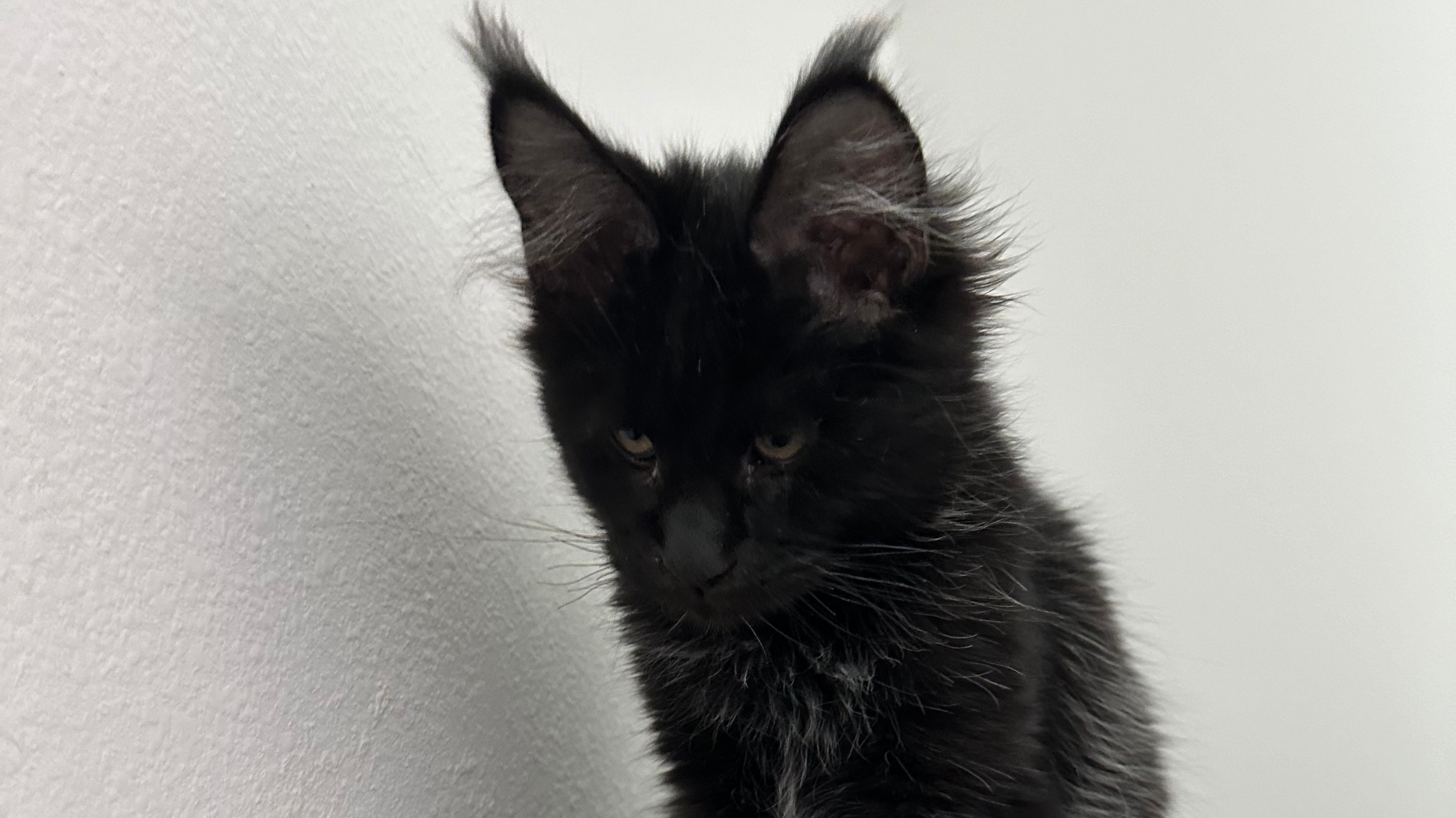 Maine Coon Kittens for Sale in Virginia | Cattery