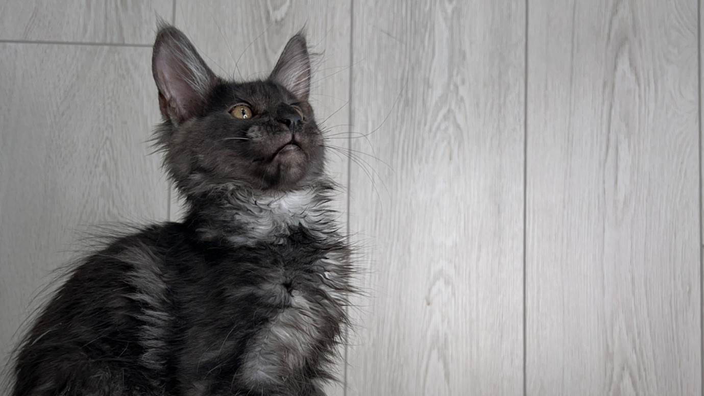 Maine Coon Kittens for Sale in Austin, Texas | Cattery