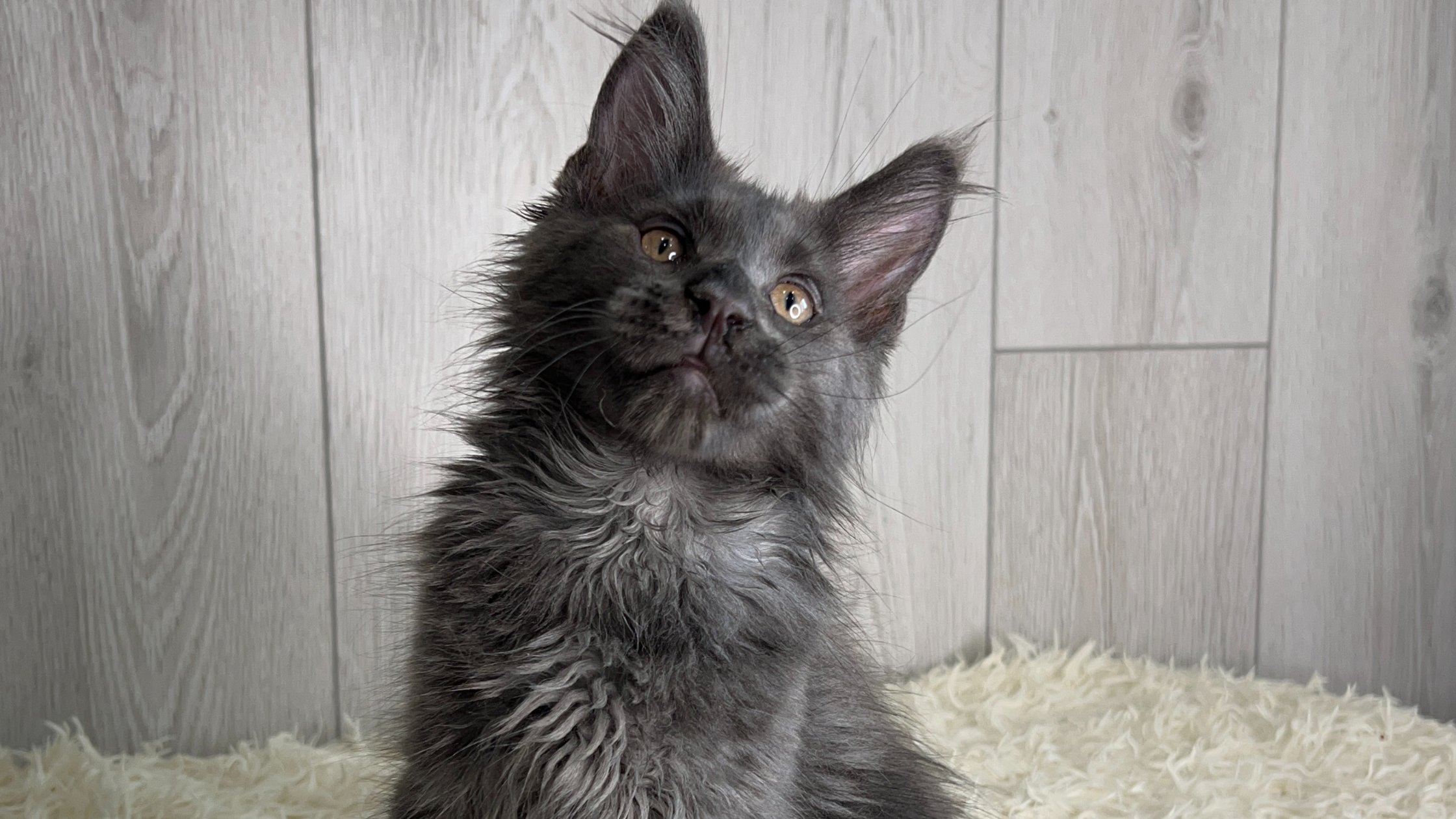 Gray Maine Coon Kittens for Sale | Gray Maine Coon Cats