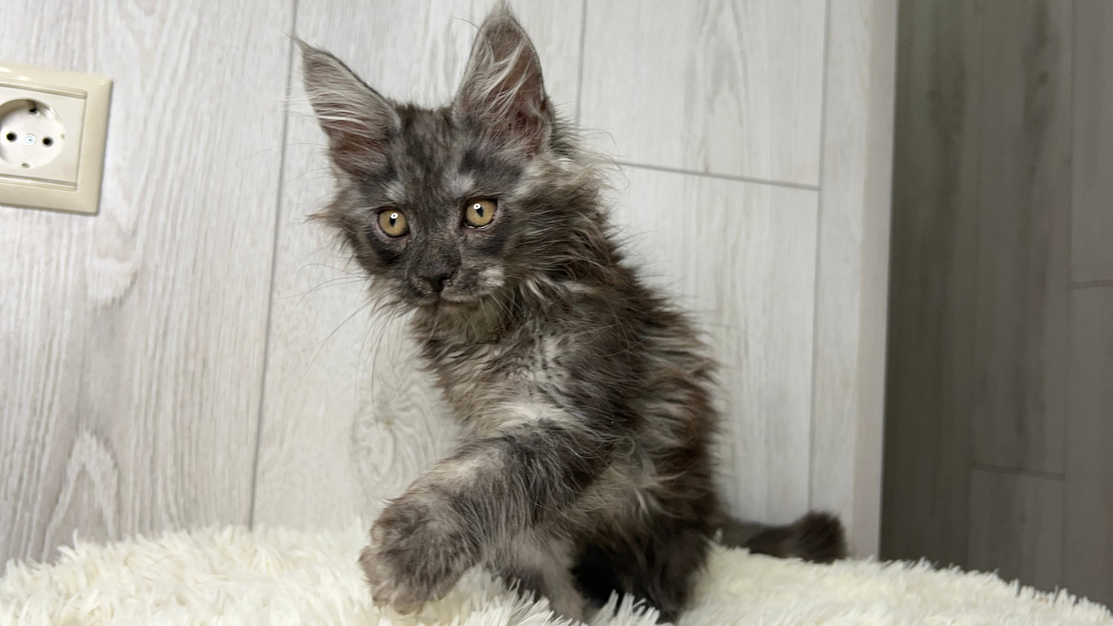 Maine Coon Kittens for Sale in Alaska | Cattery