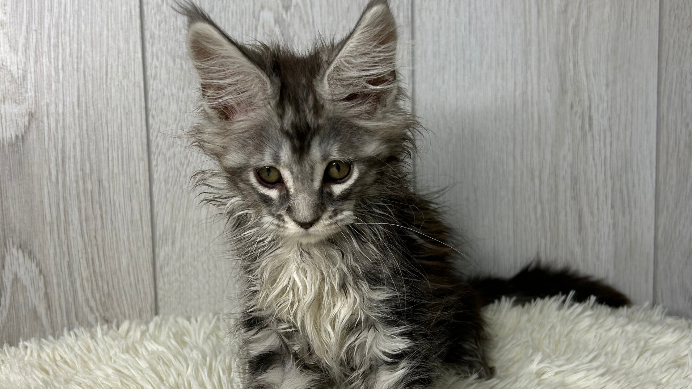 Maine Coon Kittens for Sale in Maryland | Cattery
