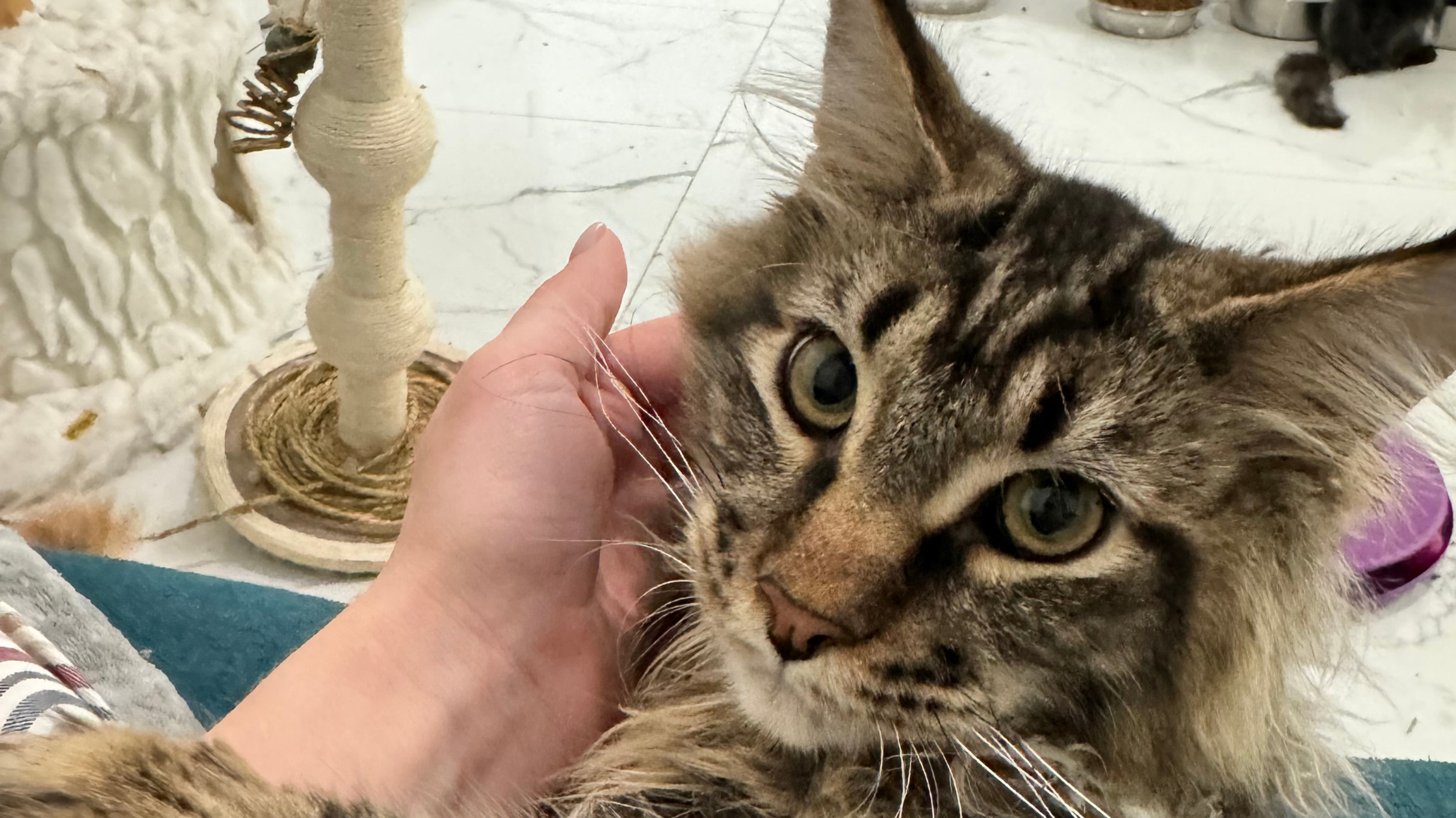 Maine Coon Kittens for Sale in Ohio | Cattery