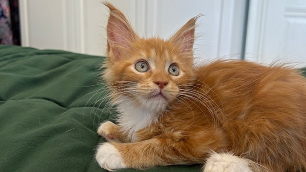 Maine Coon Kittens for Sale in Tucson, Arizona | Cattery