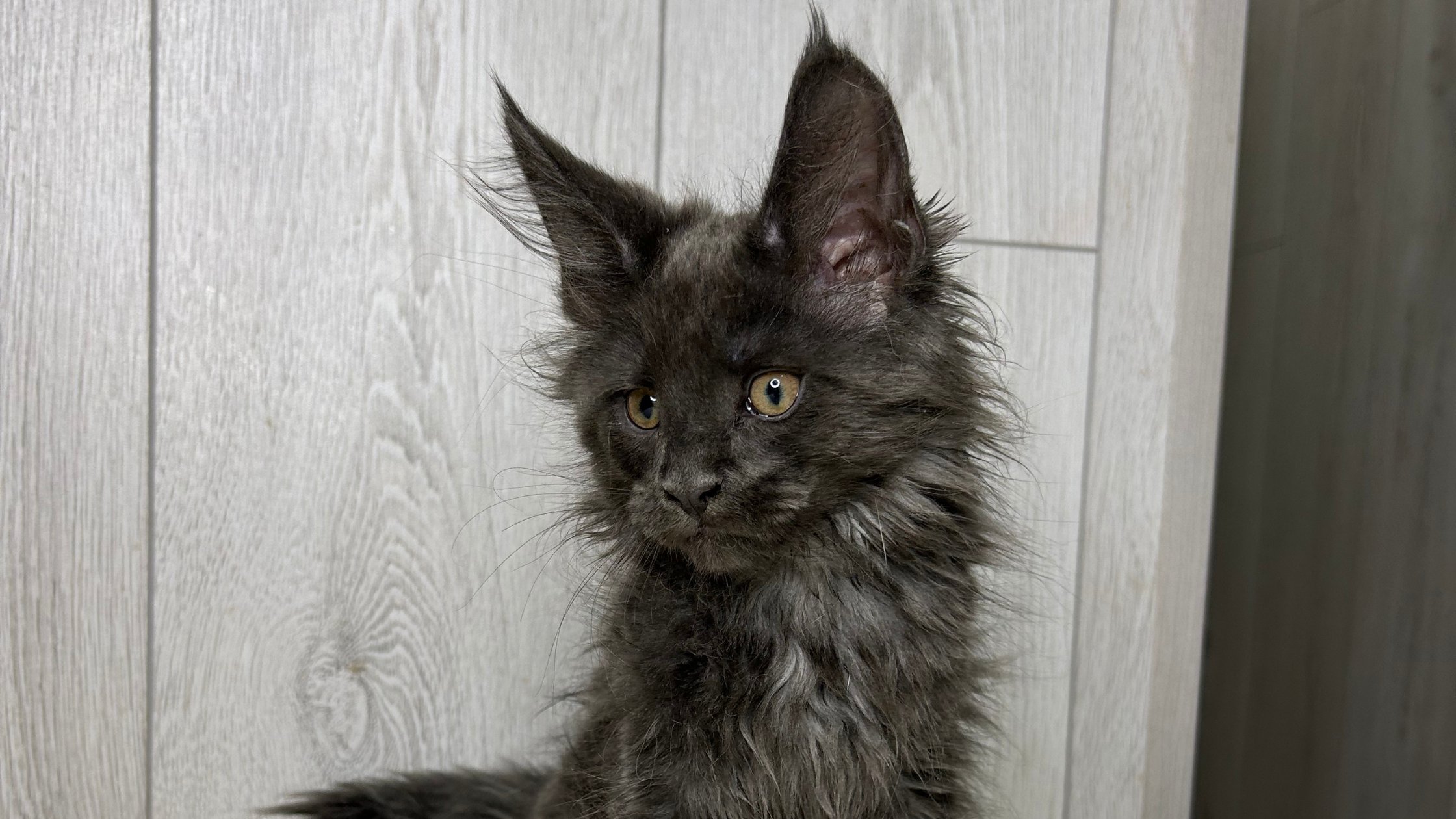 Maine Coon Kittens for Sale in Oklahoma | Cattery