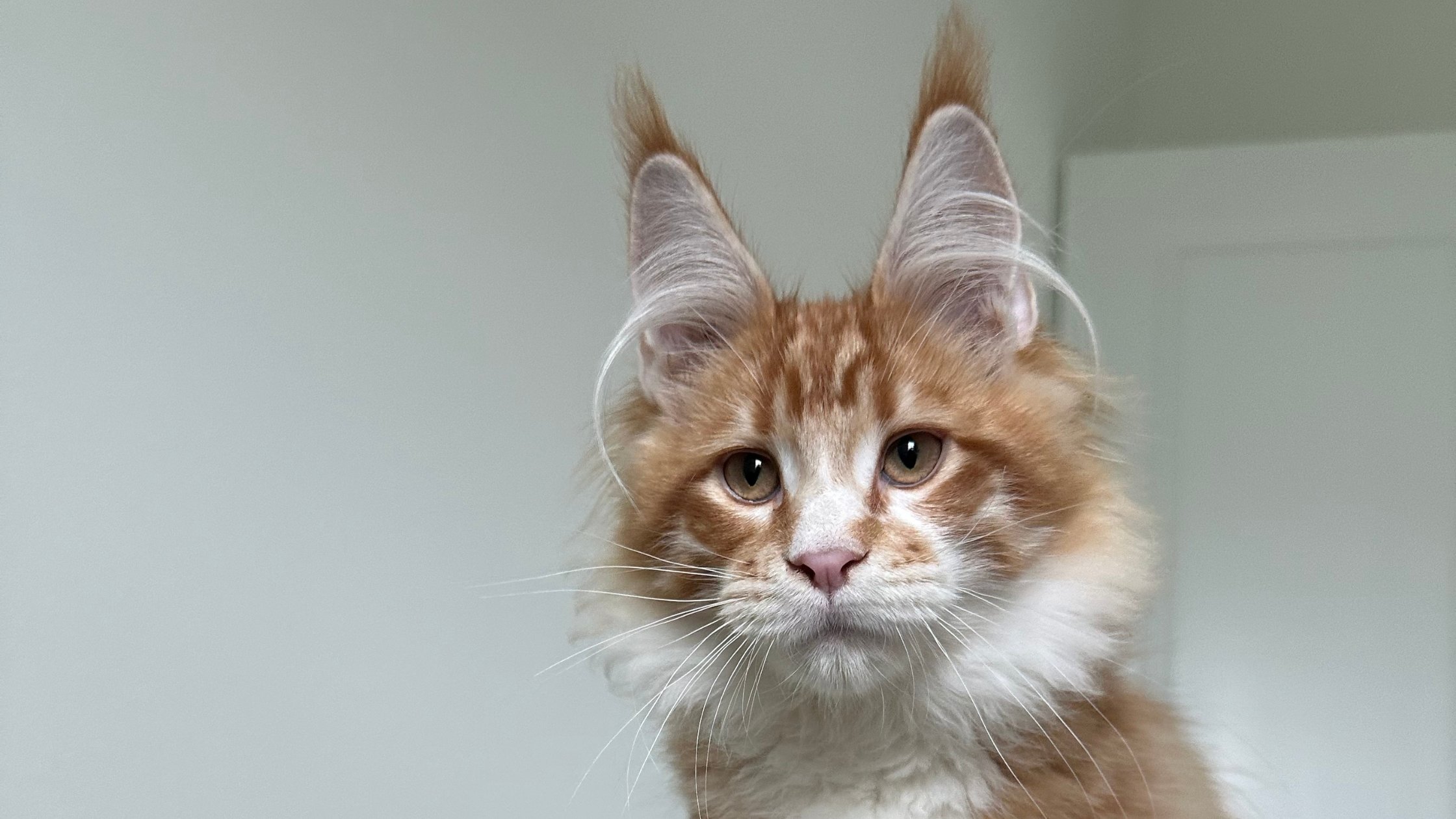 Maine Coon Kittens for Sale in Michigan | Cattery