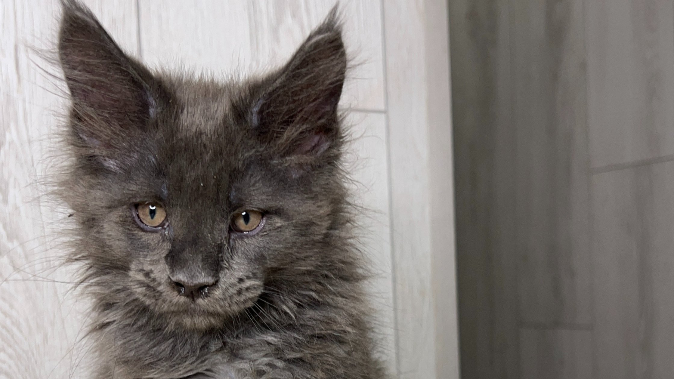 Maine Coon Kittens for Sale in Connecticut | Cattery