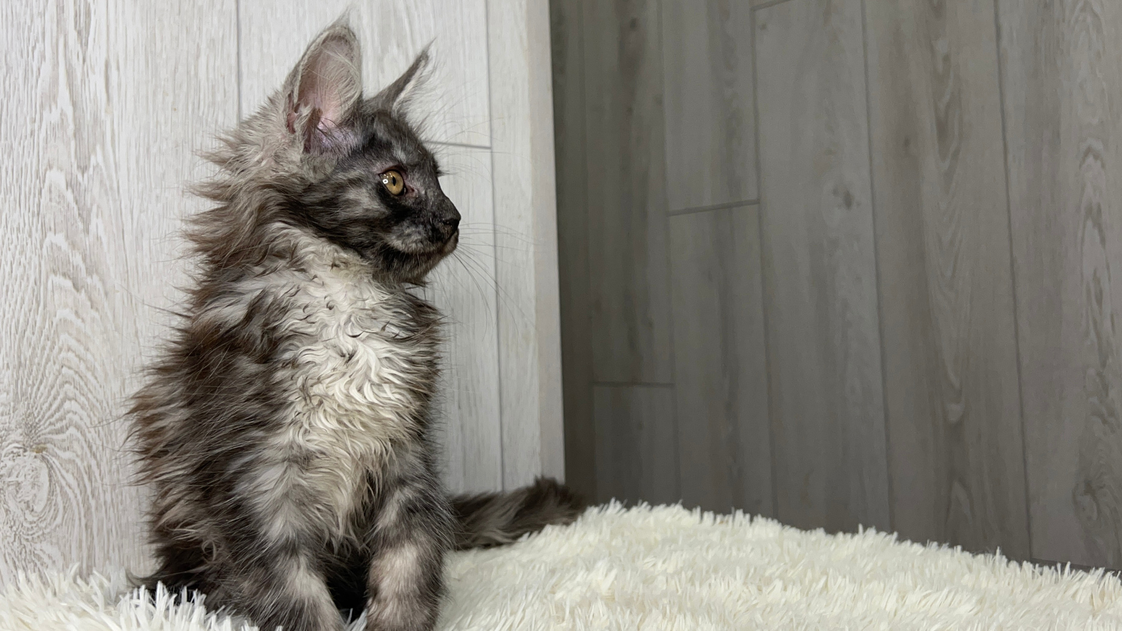 Maine Coon Kittens for Sale in Minnesota | Cattery