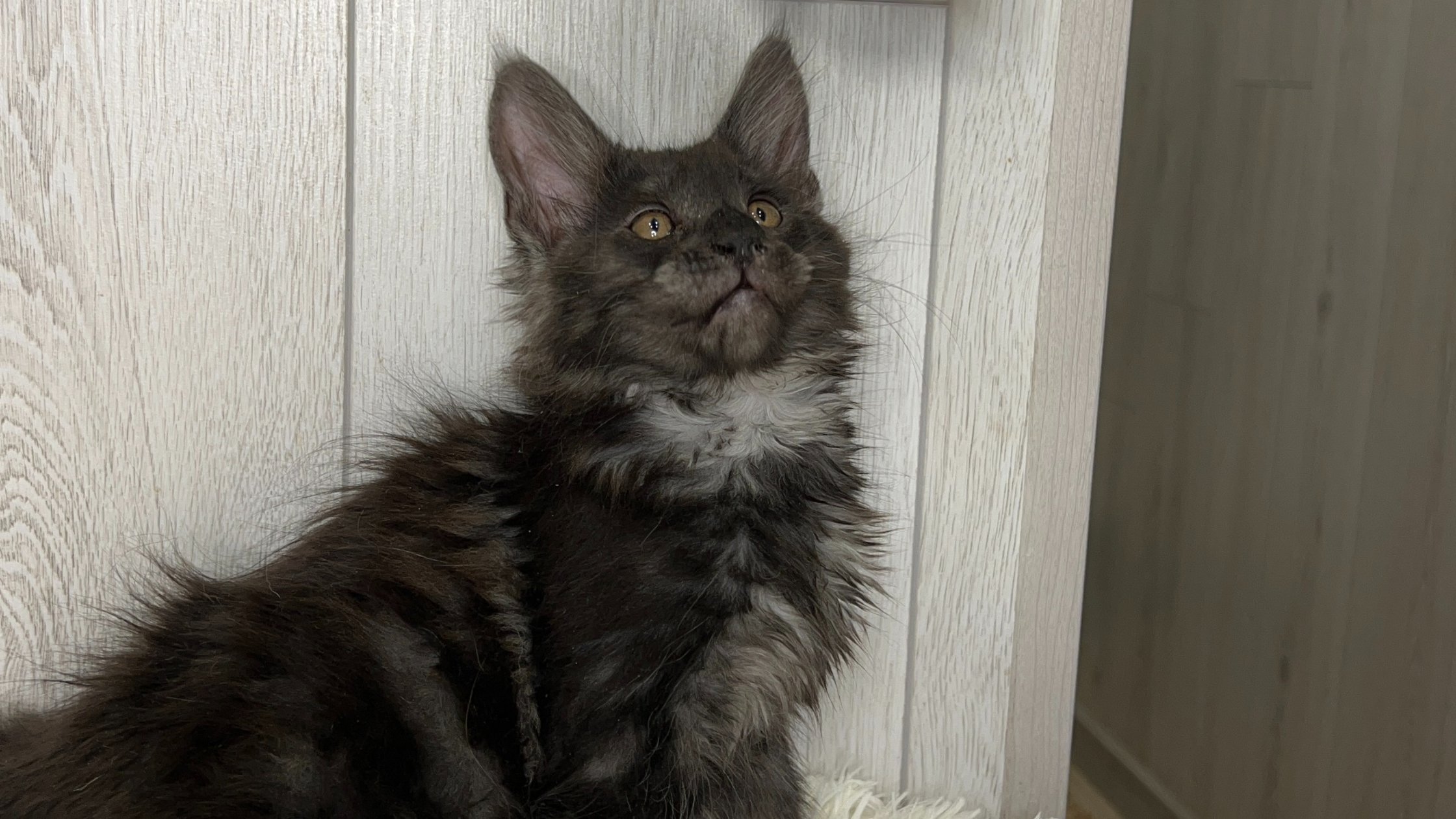 Maine Coon Kittens for Sale in Kansas | Cattery