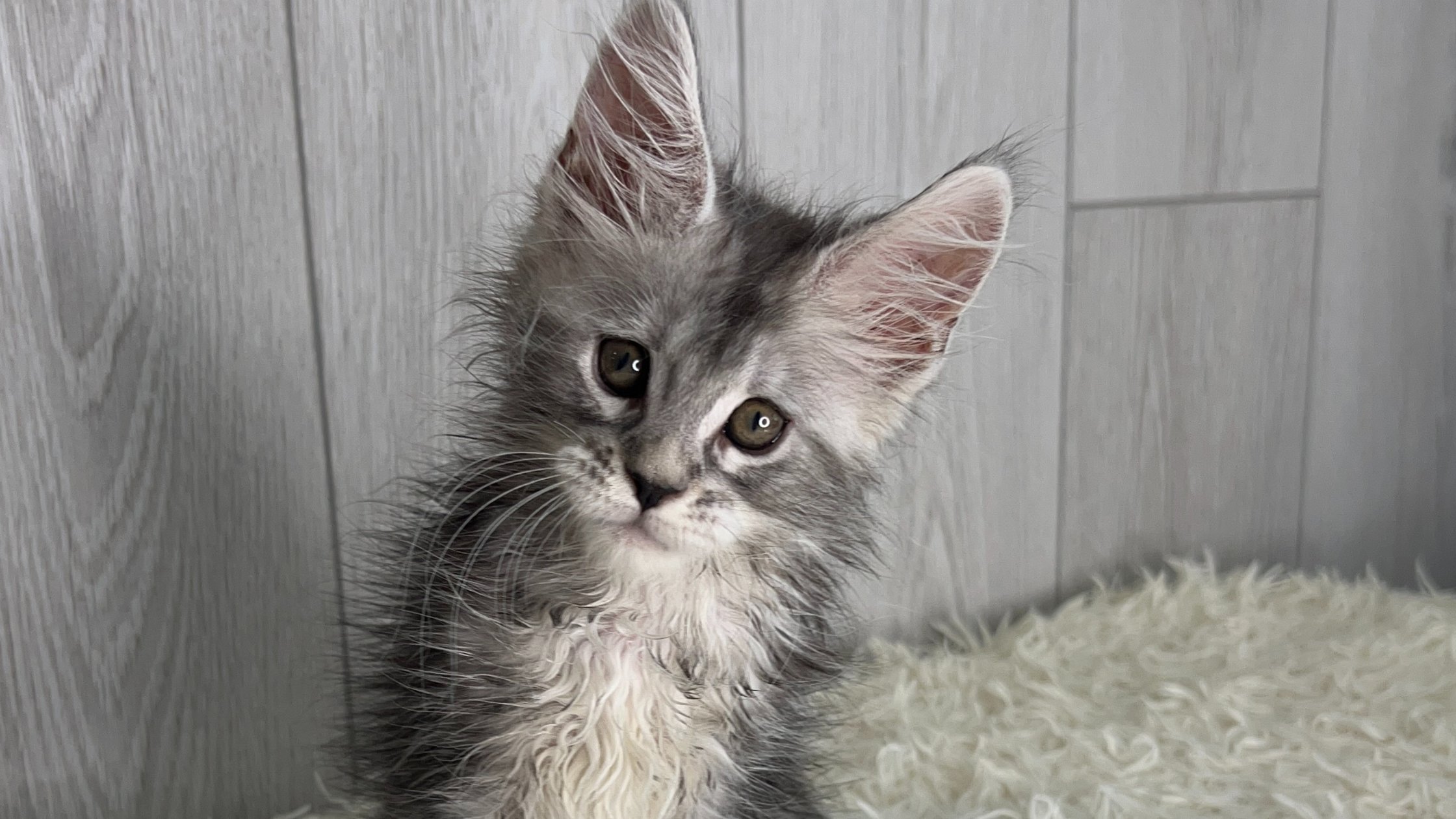 Elegance of Shaded Silver Maine Coon Kittens | Cattery