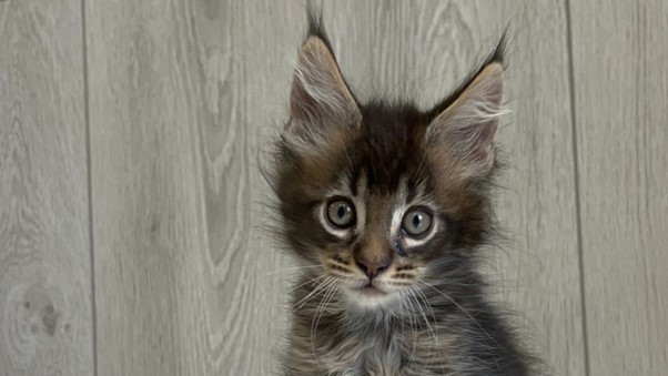 Maine Coon Kittens for Sale in Anchorage, Alaska | Cattery