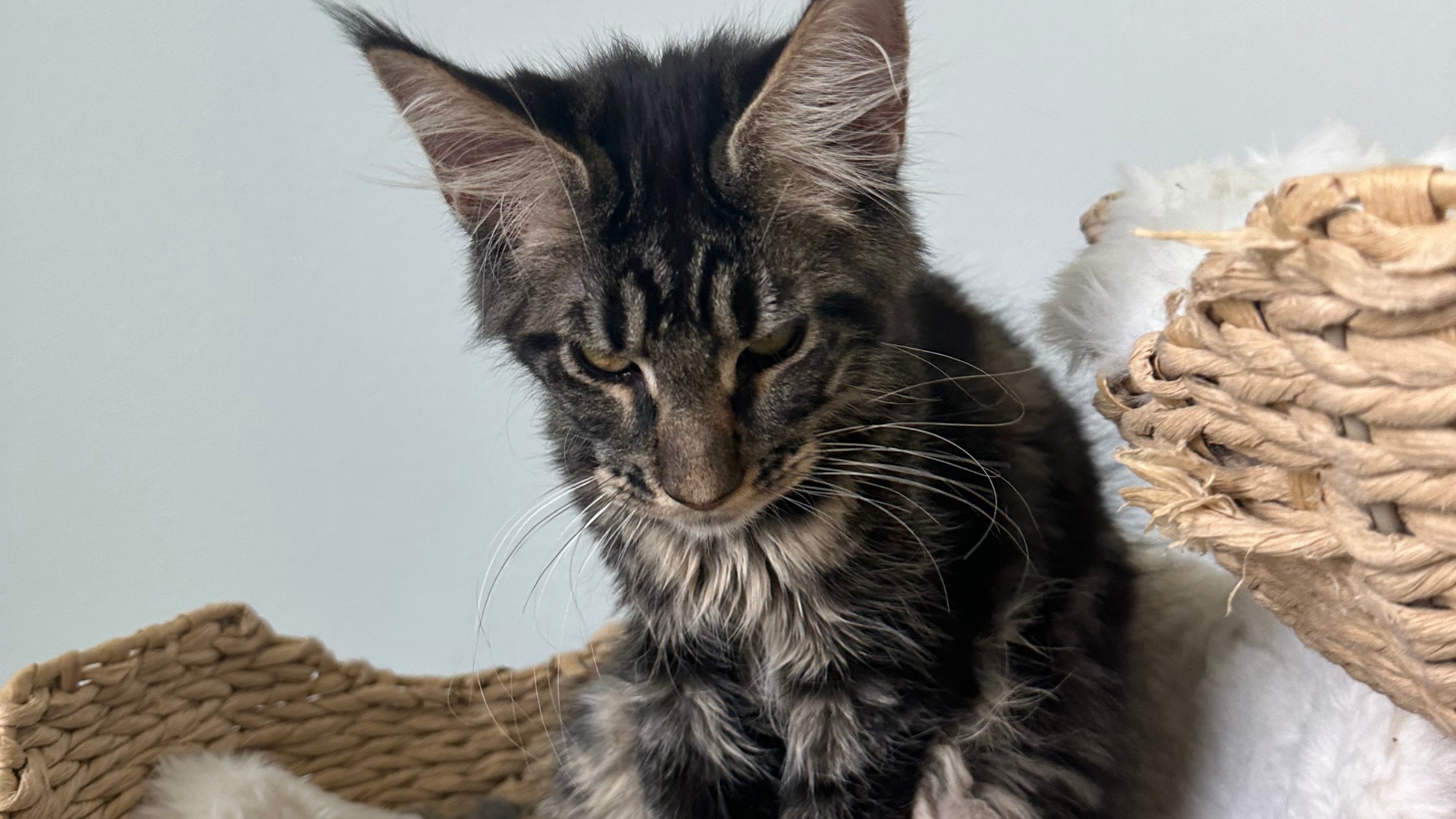 Maine Coon Kittens for Sale in Pennsylvania | Cattery