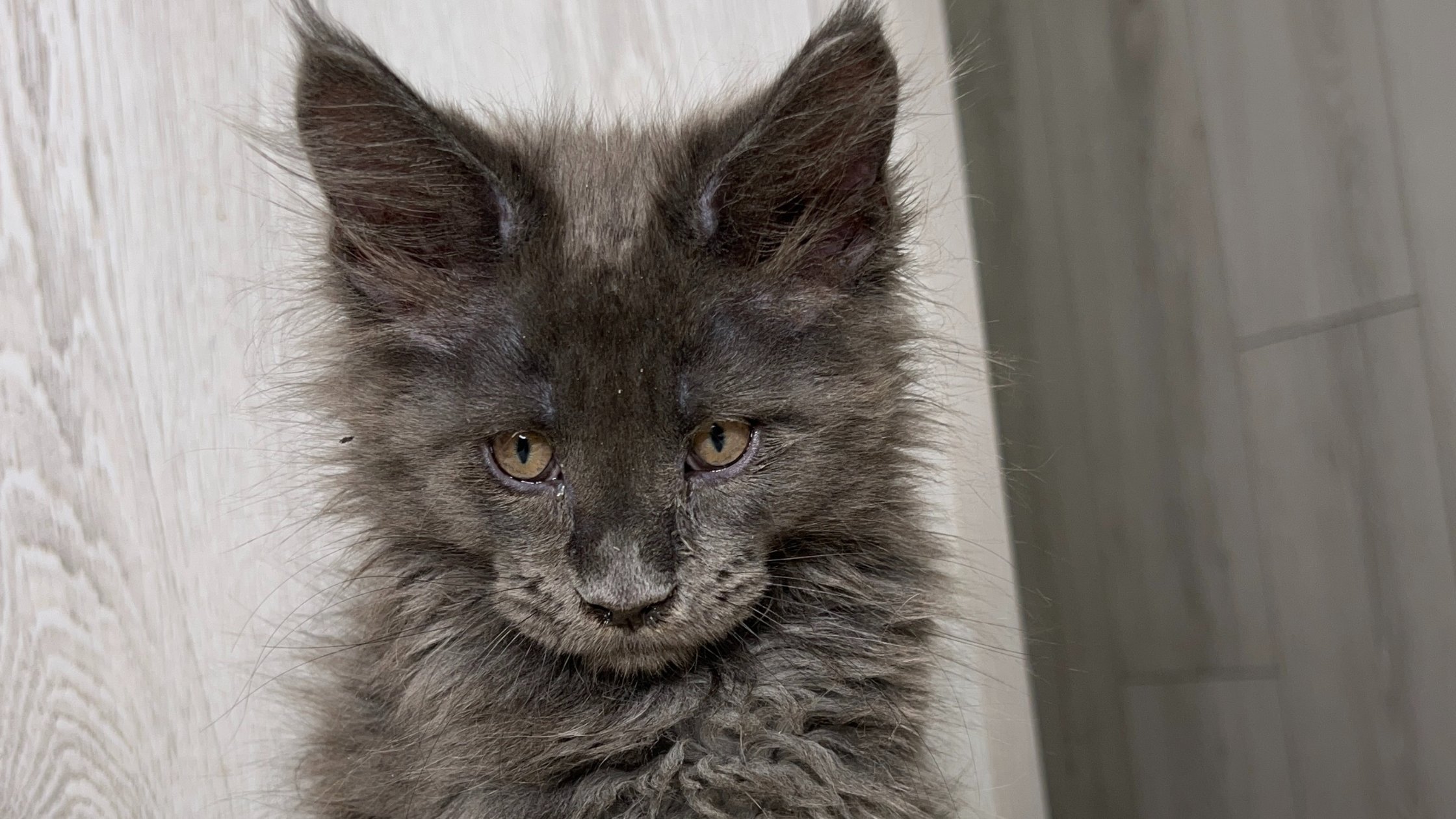 Blue Maine Coon Kittens for Sale | Blue Maine Coon Cats