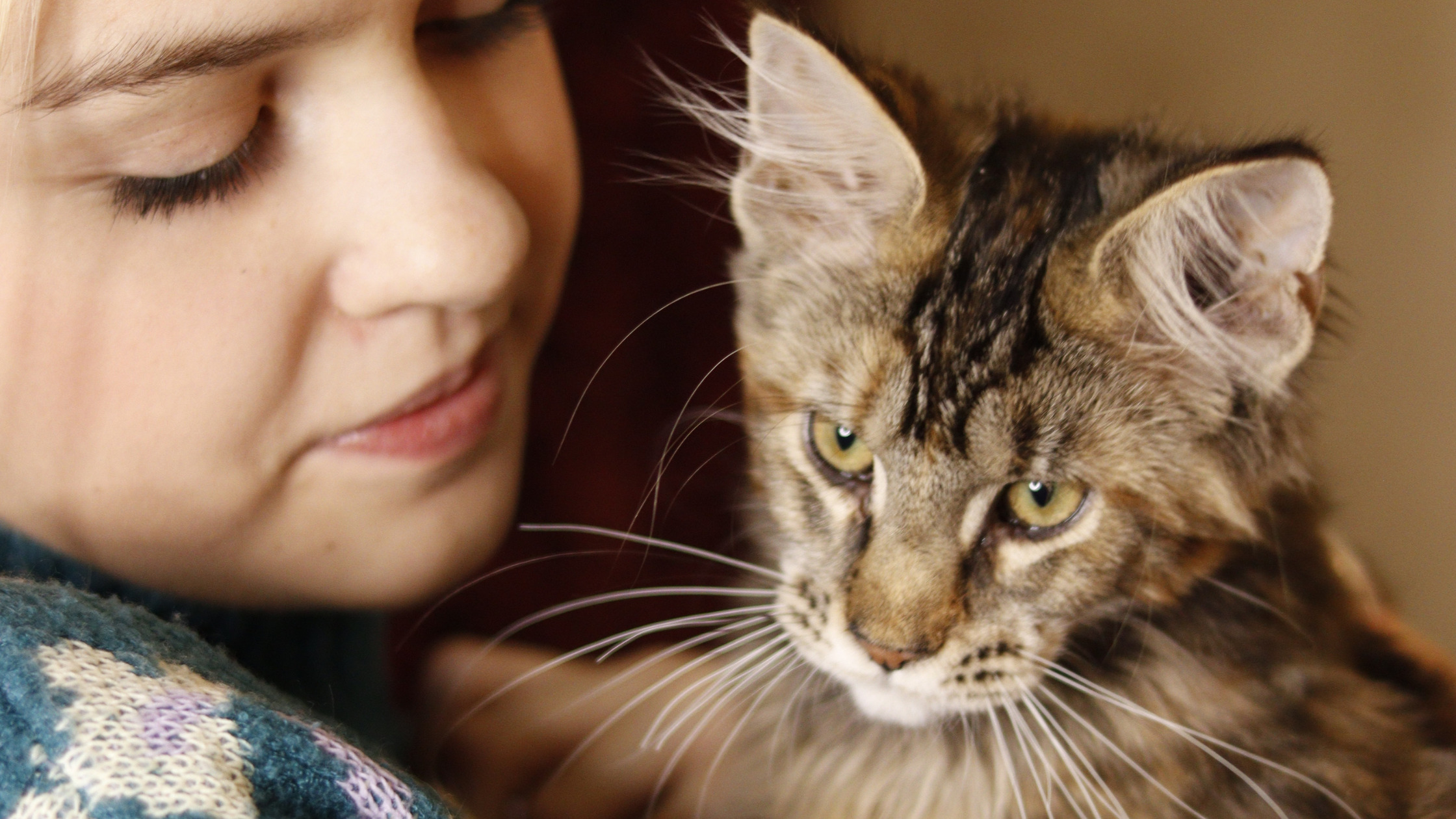 How to Identify a Purebred European Maine Coon Kitten?