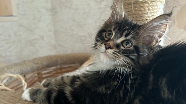 Maine Coon Kittens for Sale in Minneapolis, Minnesota | Cattery