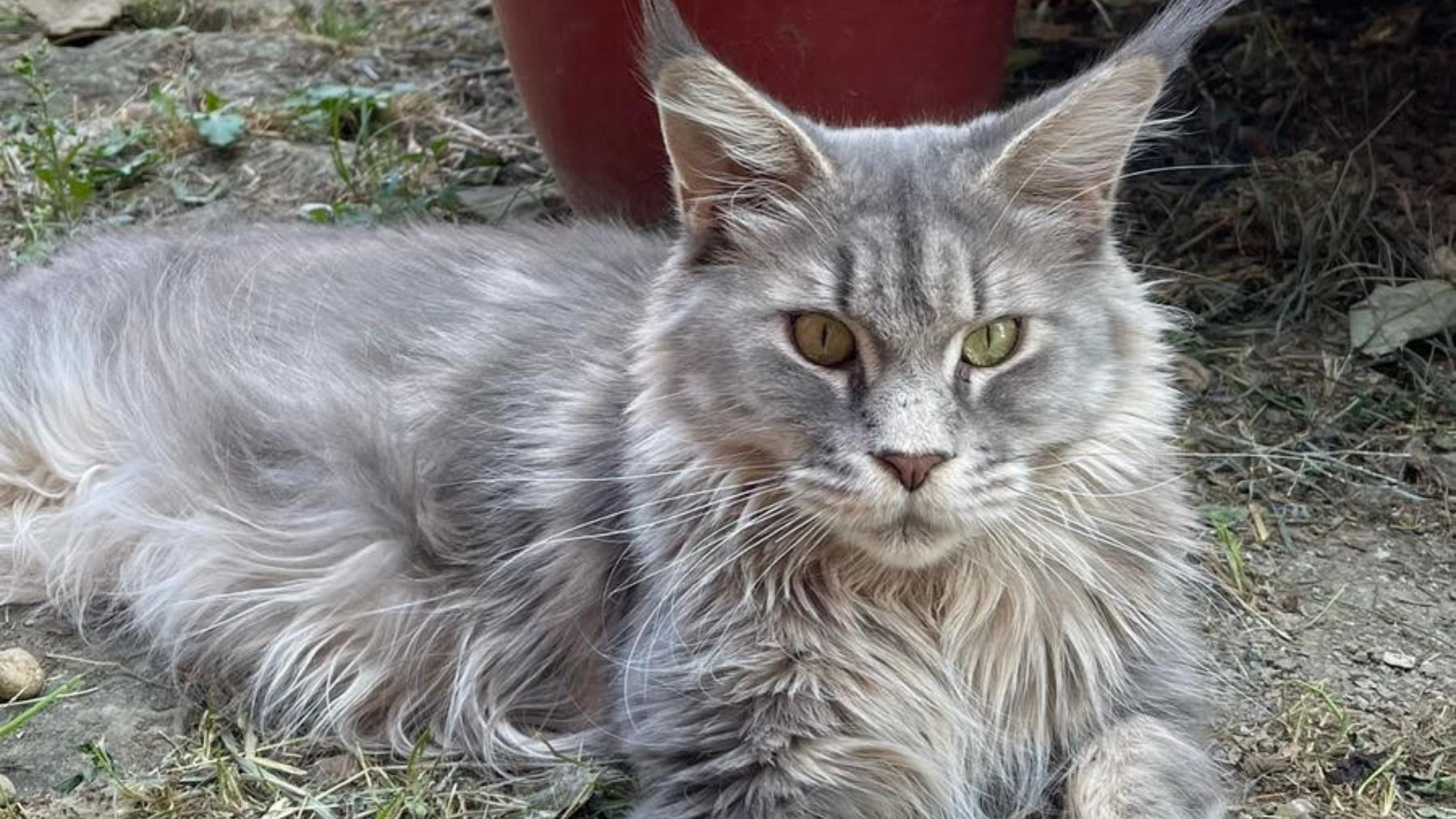 Guide on Socialization of Maine Coon Cats | Cattery