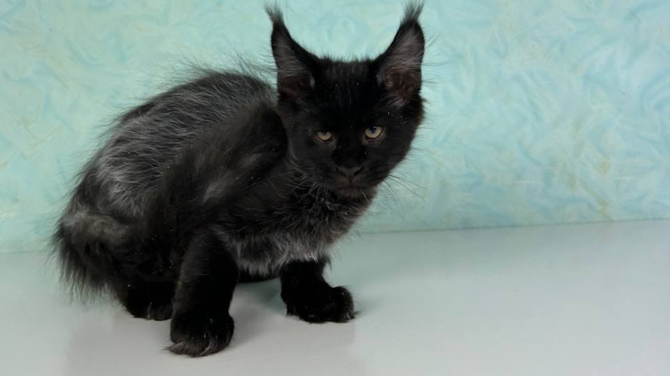 TICA European Maine Coon Cat Breeder | Cattery