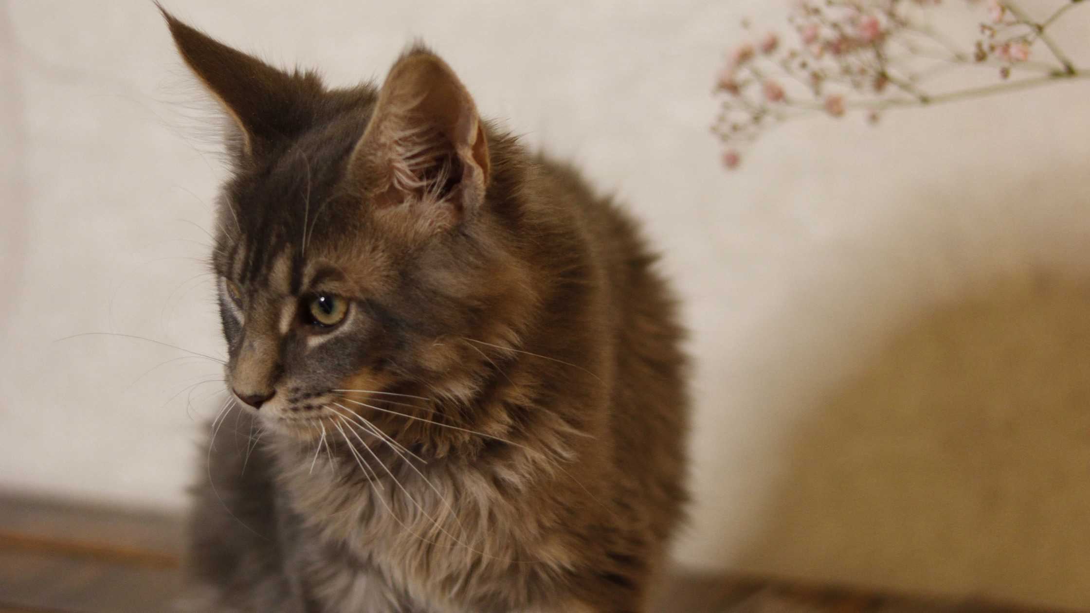 How to Adopt a European Maine Coon Kitten? | Cattery